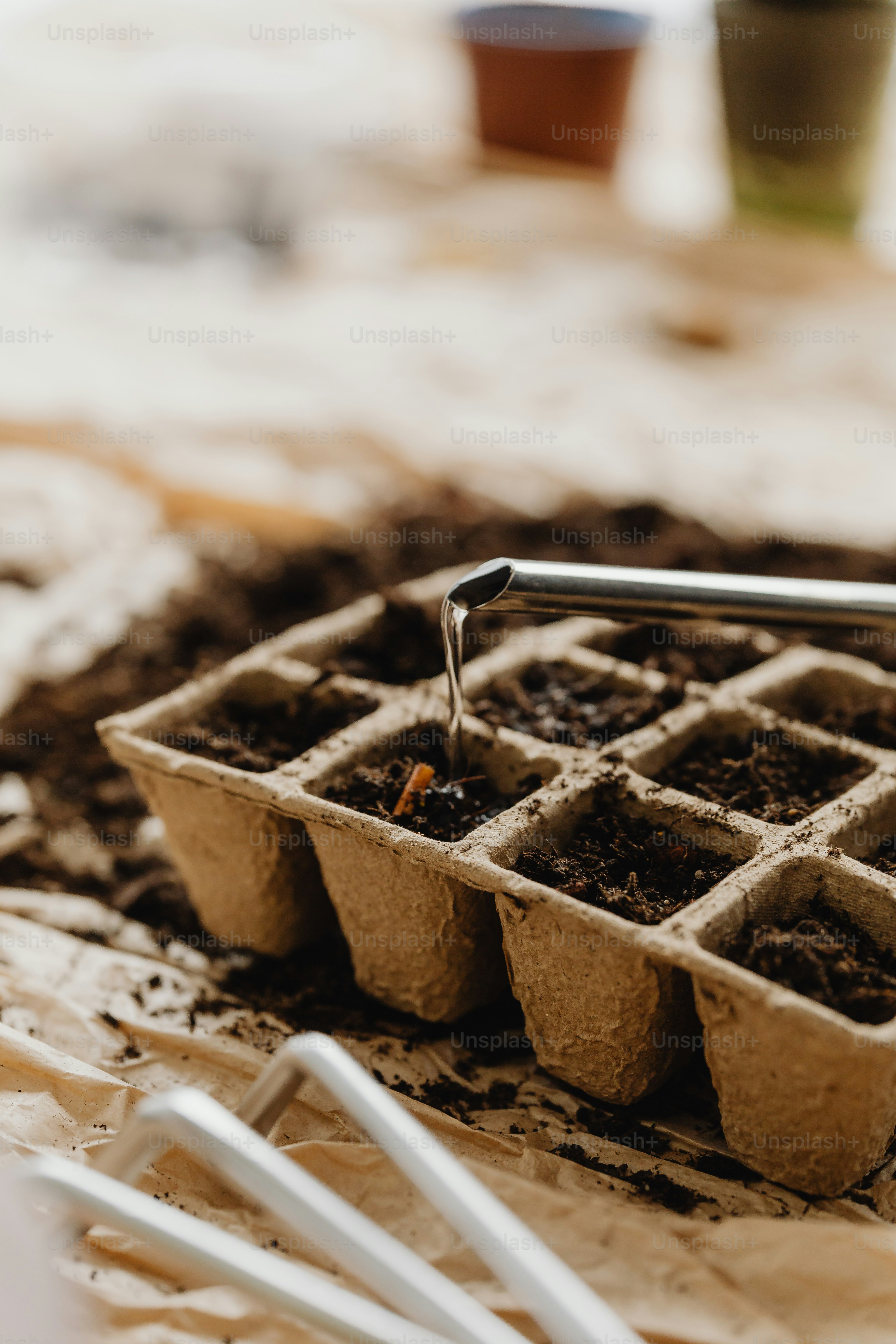 Plus de 1000 images de semis | Télécharger des images gratuites sur ...