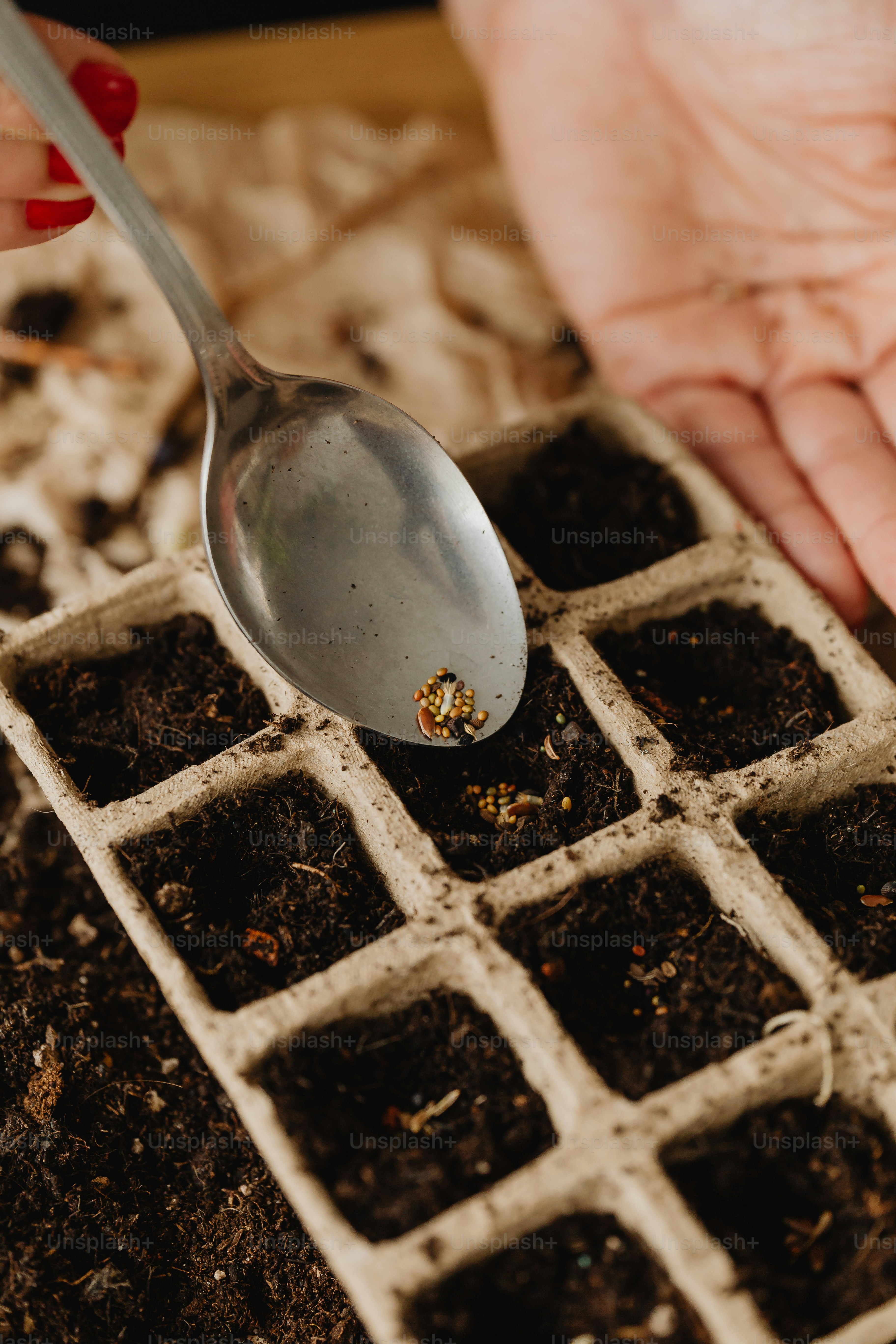 A person spooning seeds out of a tray of dirt photo – Repotting Image ...