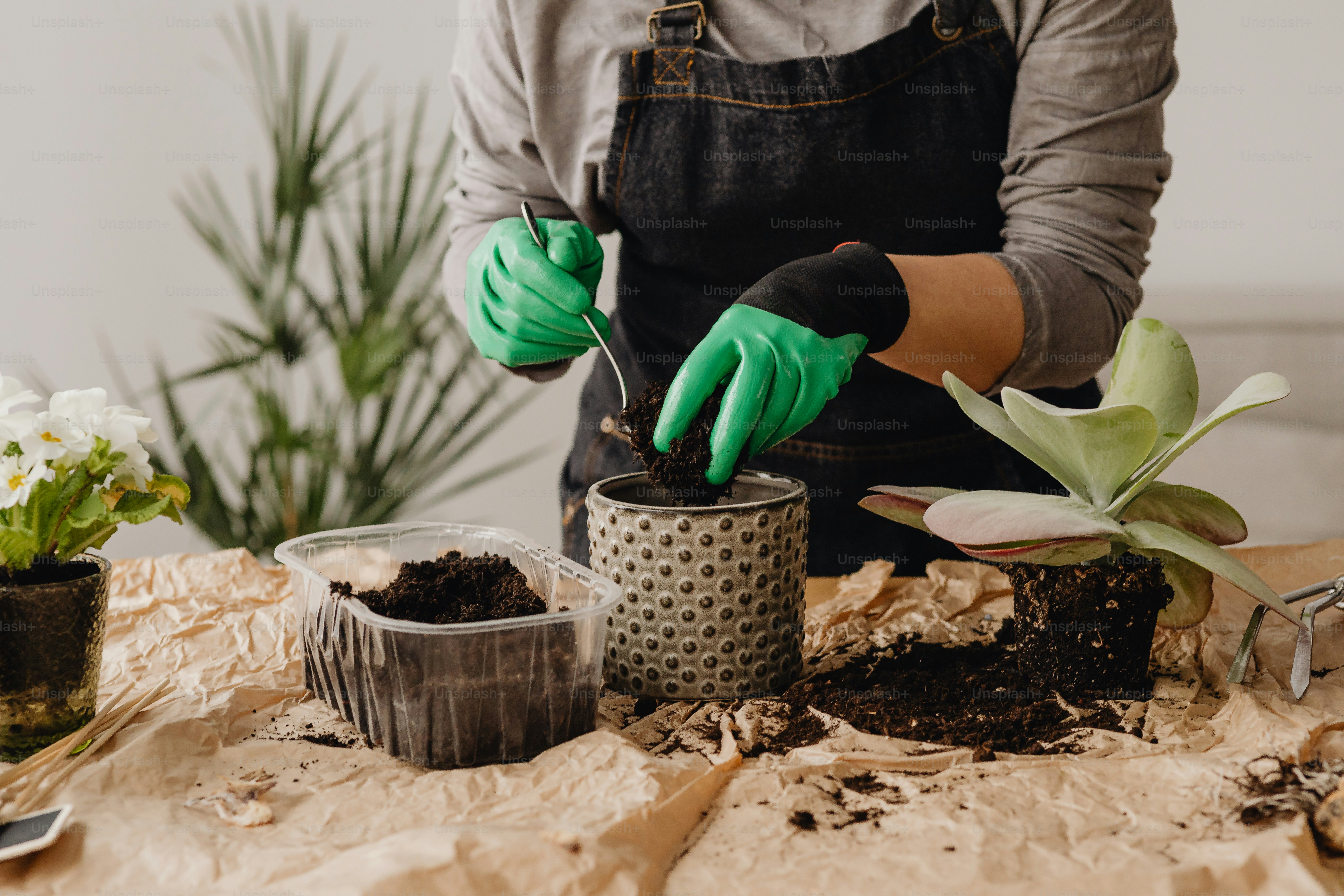 A person in green gloves holding a plant with roots photo – Planting ...