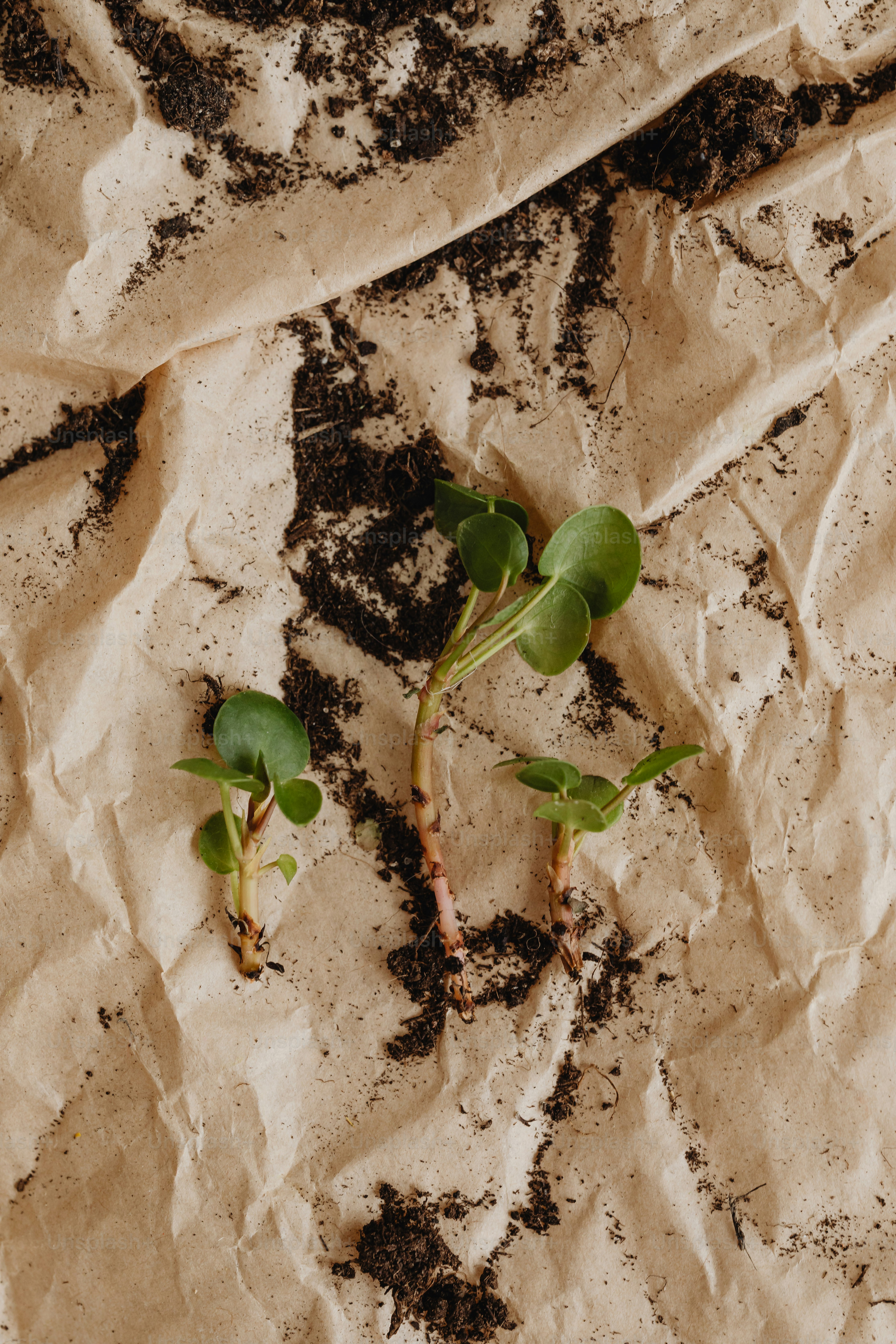 A plant sprouts out of a piece of paper photo – Gardening Image on Unsplash