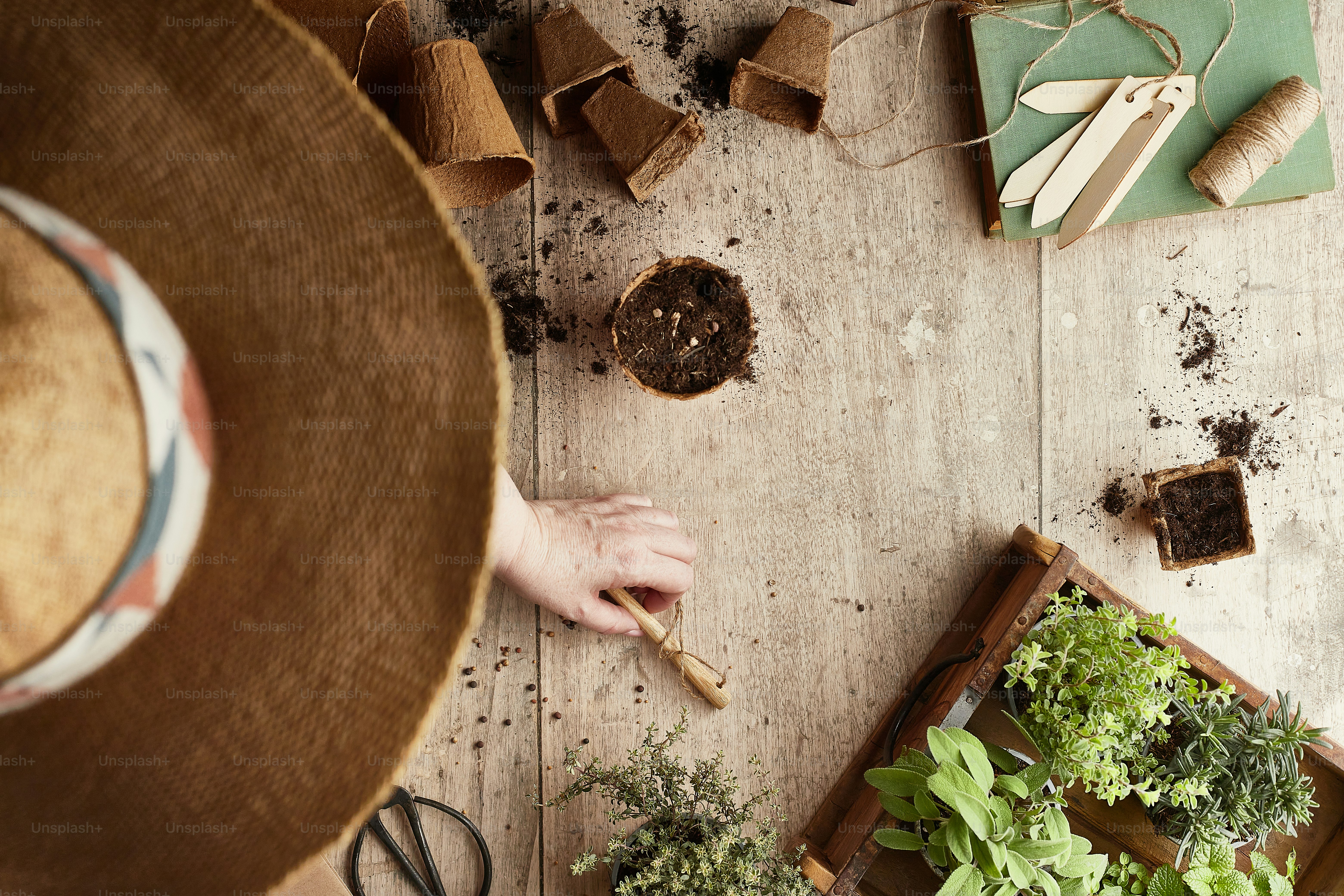 Repotting Pictures | Download Free Images on Unsplash