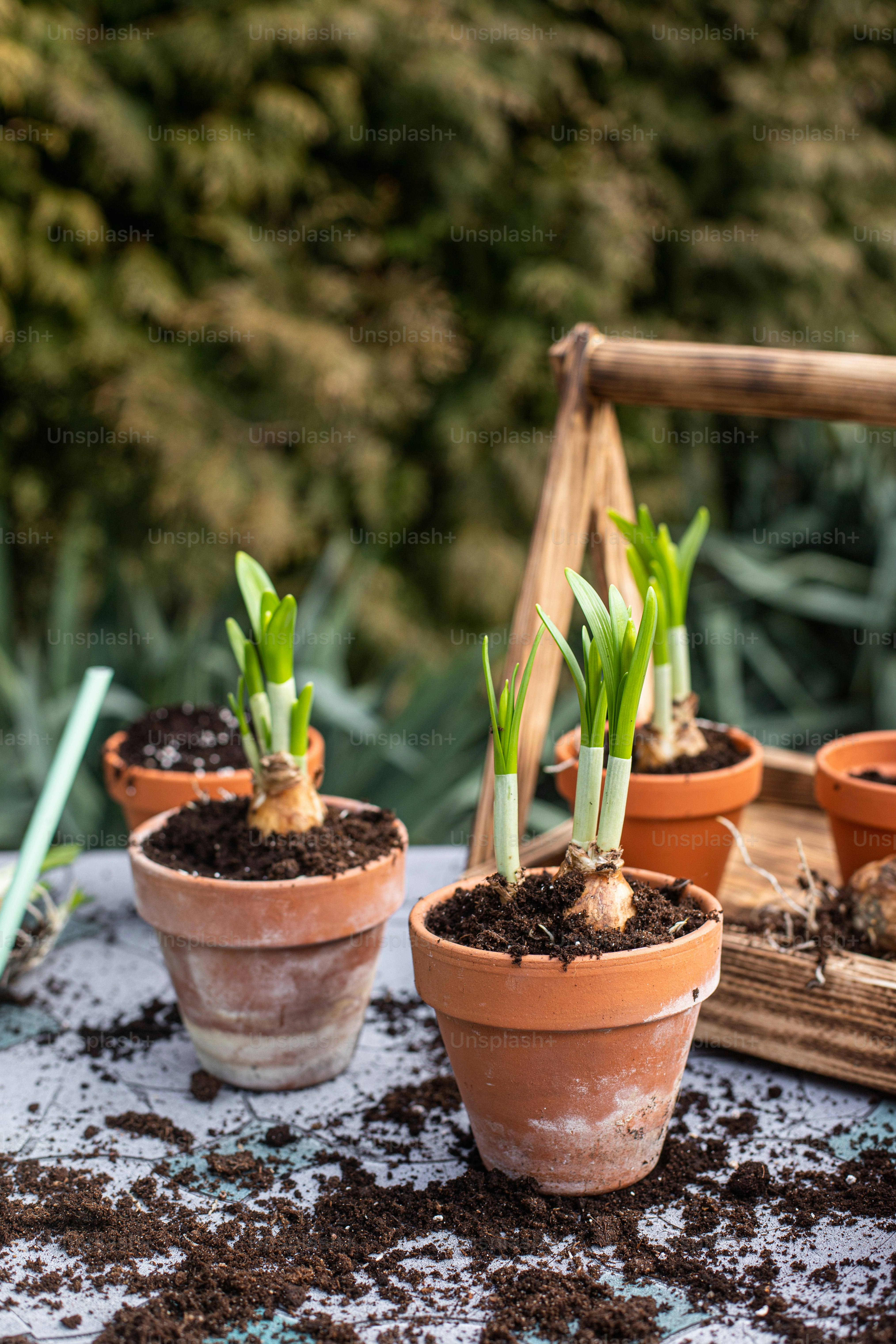 A group of three flower pots sitting on top of a tile floor photo – In ...