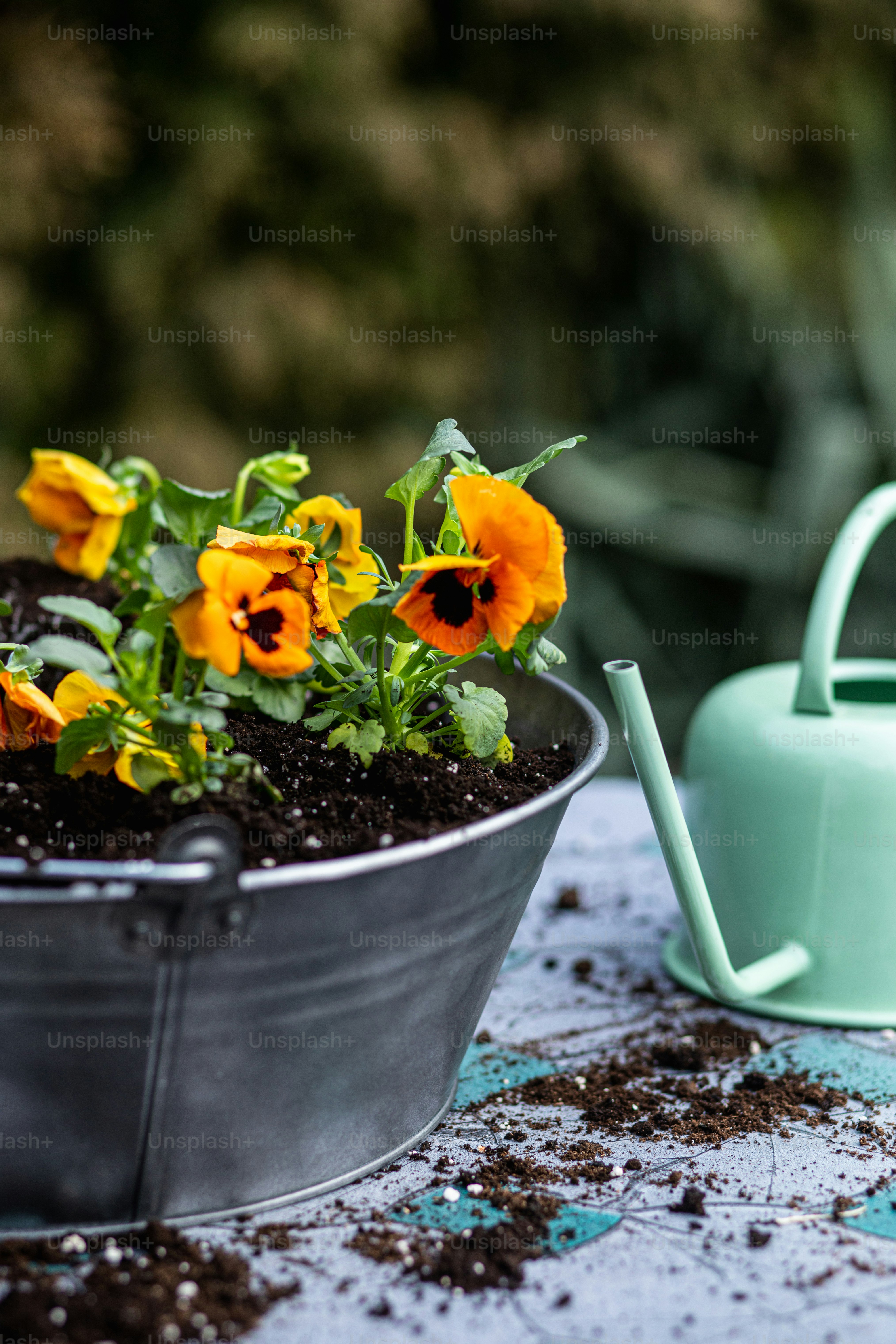 30,000+ Pansy Pictures | Download Free Images on Unsplash