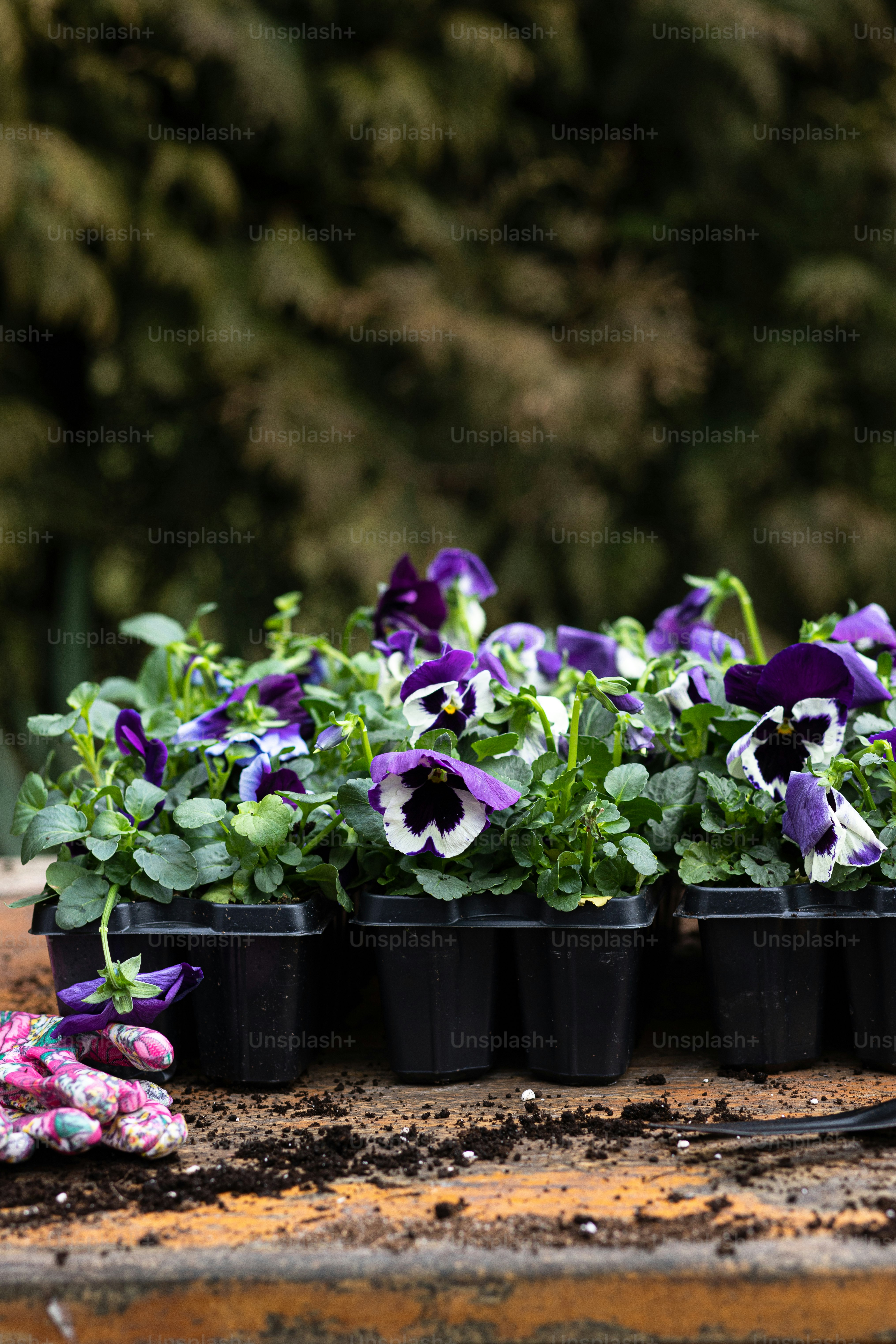 A group of pansies that are on a table photo – Pansy Image on Unsplash