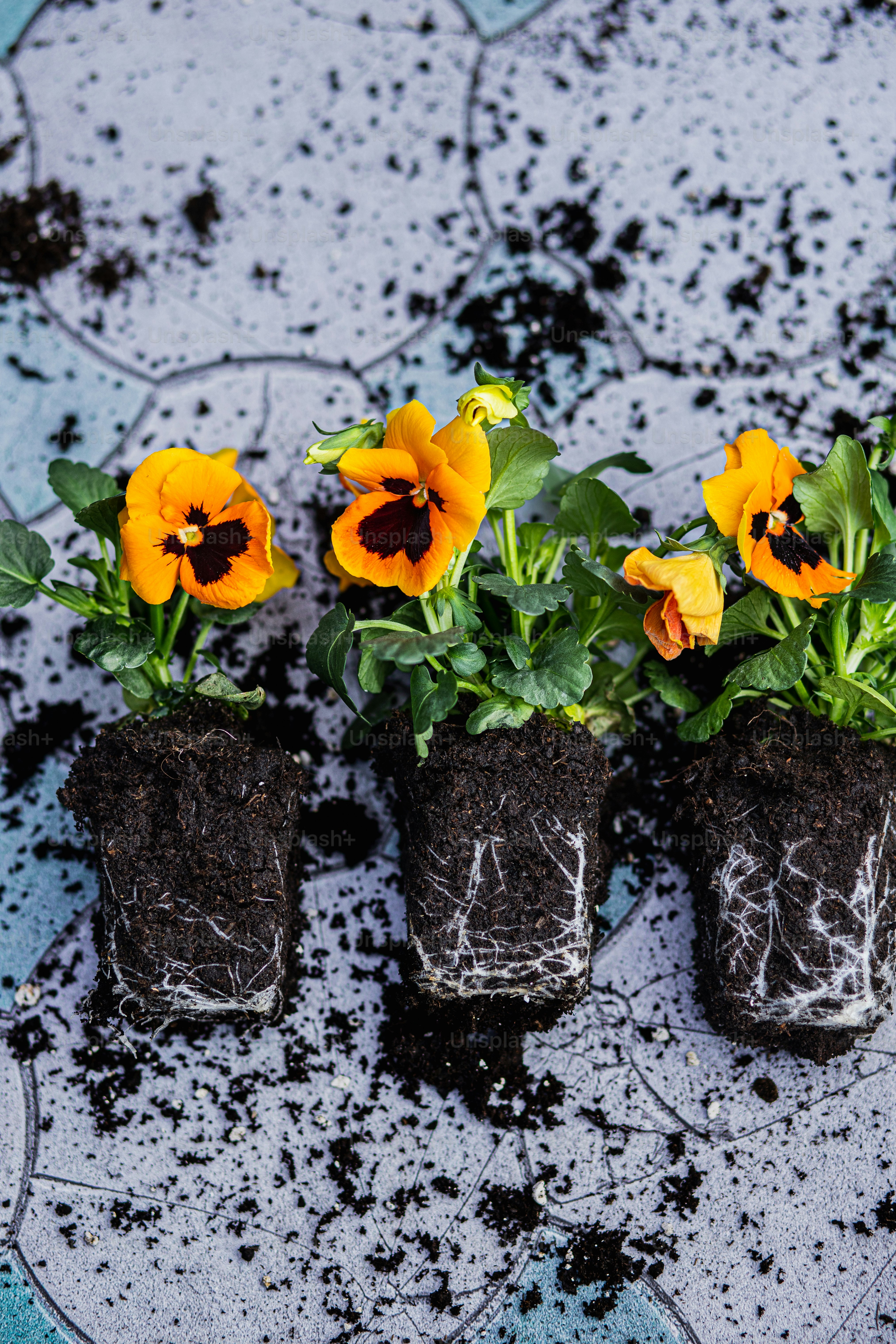 A group of three flower pots sitting on top of a tile floor photo ...