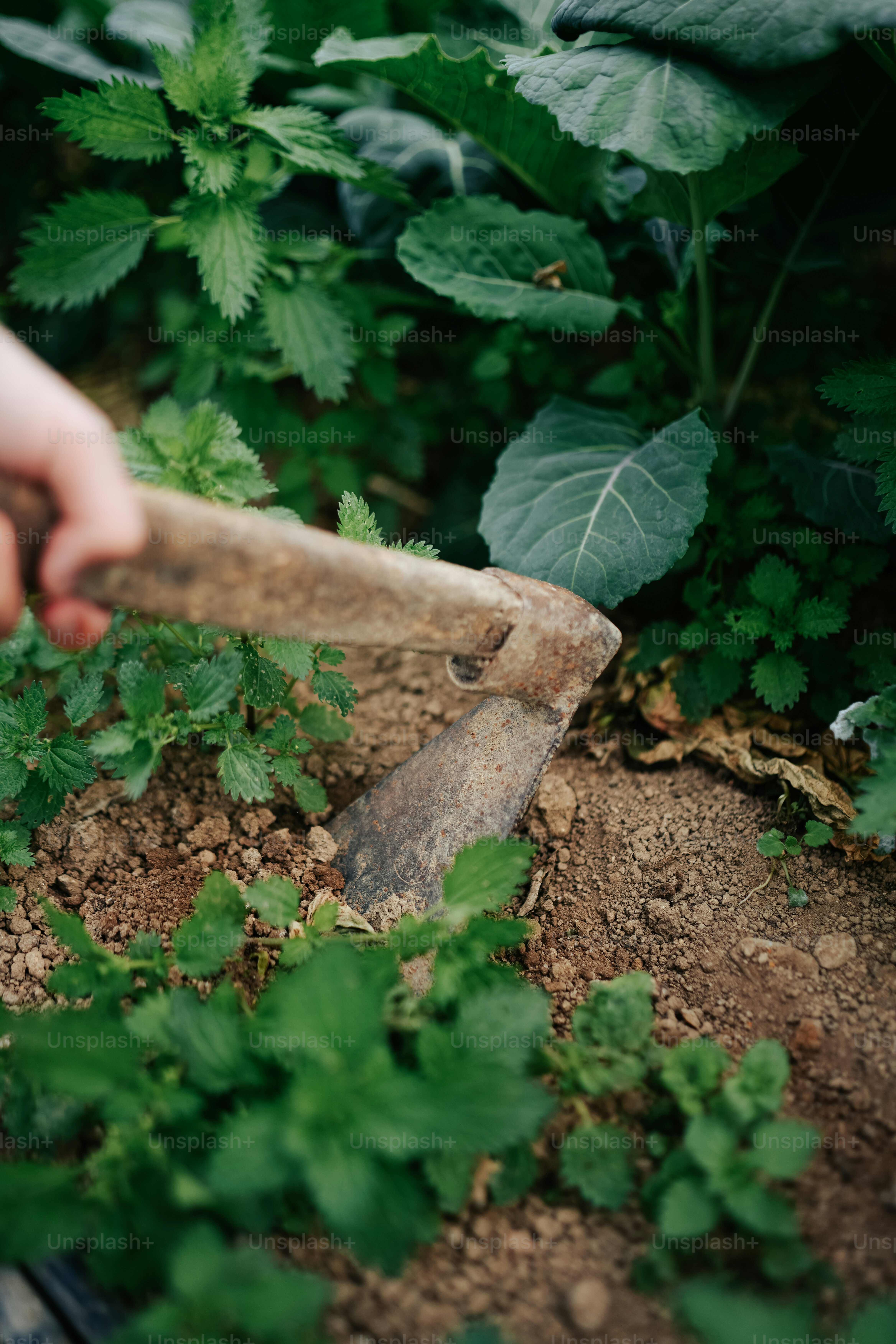 Una persona está cavando en la tierra con una pala foto – Imagen de ...