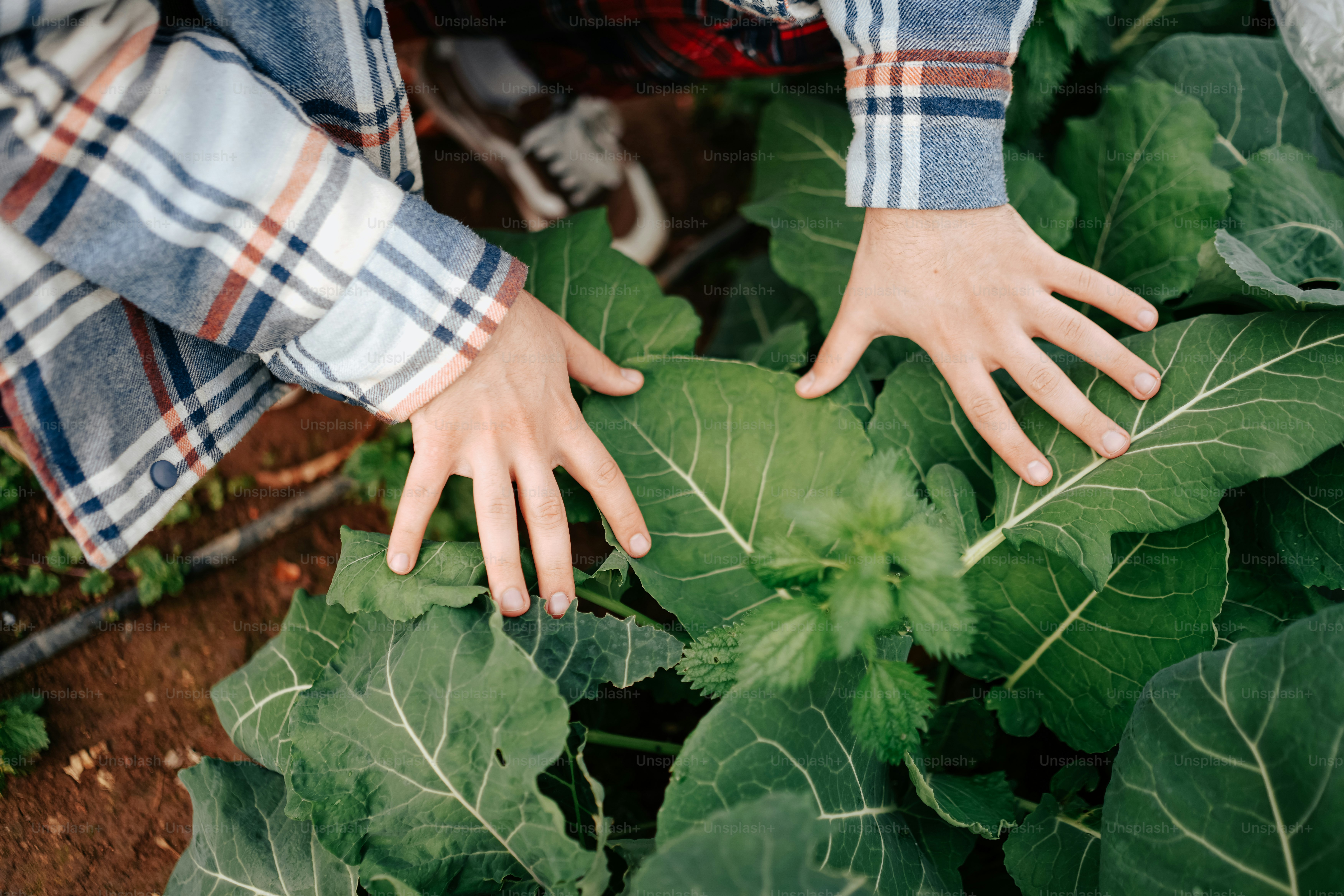 Plant Hand Pictures | Download Free Images on Unsplash