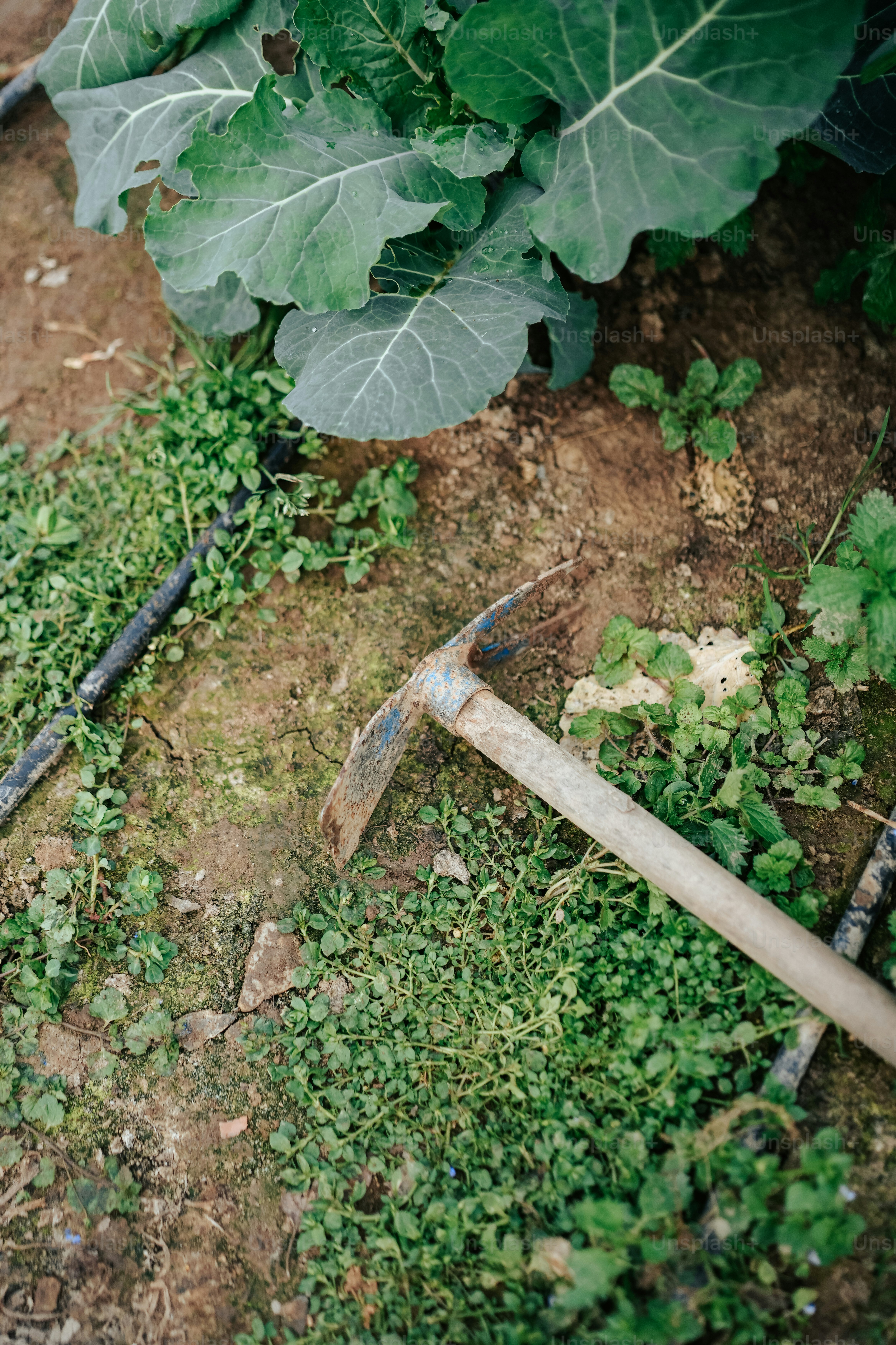 A garden tool laying on the ground next to a large leafy plant photo ...