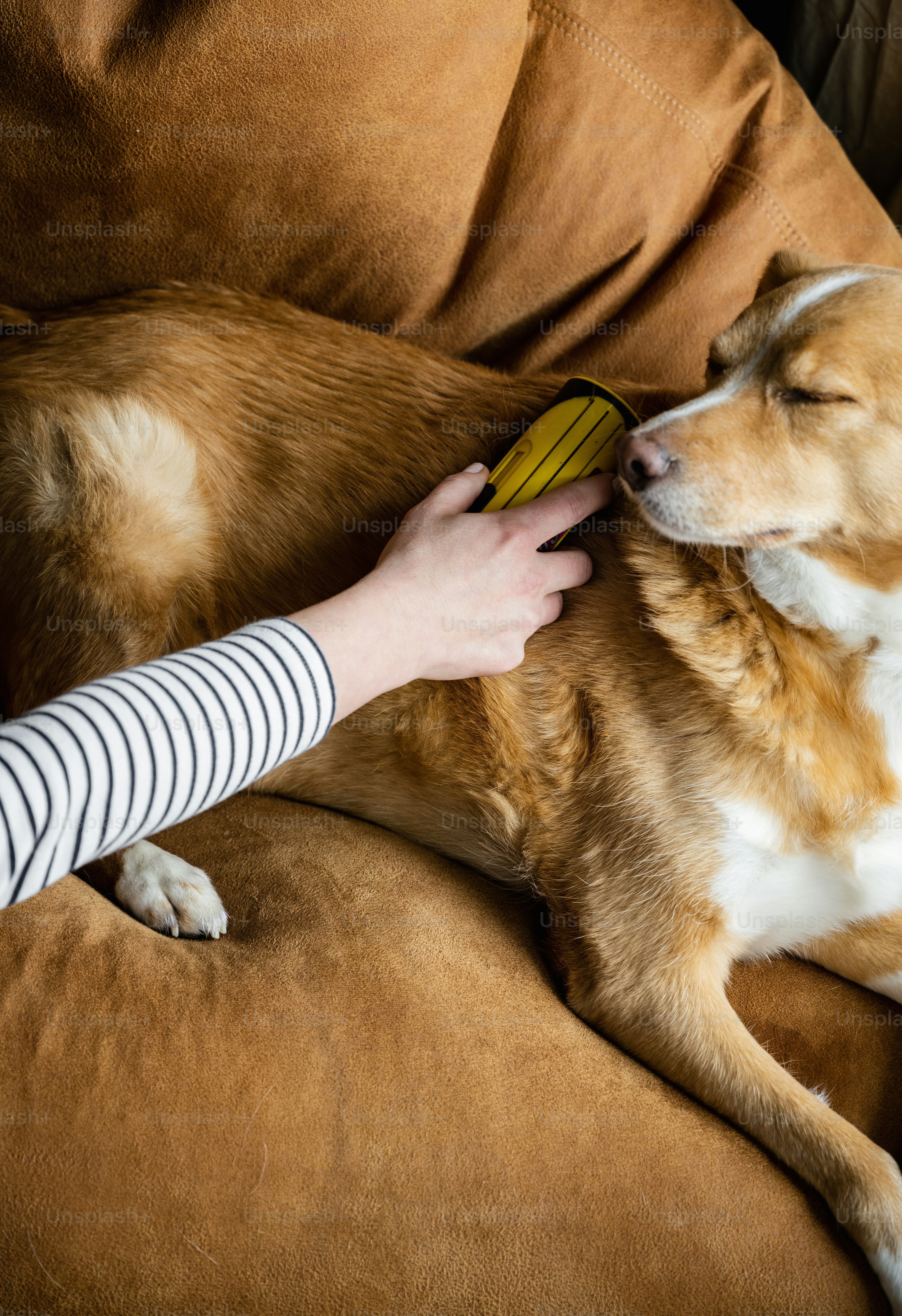 A person petting a dog on the back of a couch photo – Dog Image on Unsplash