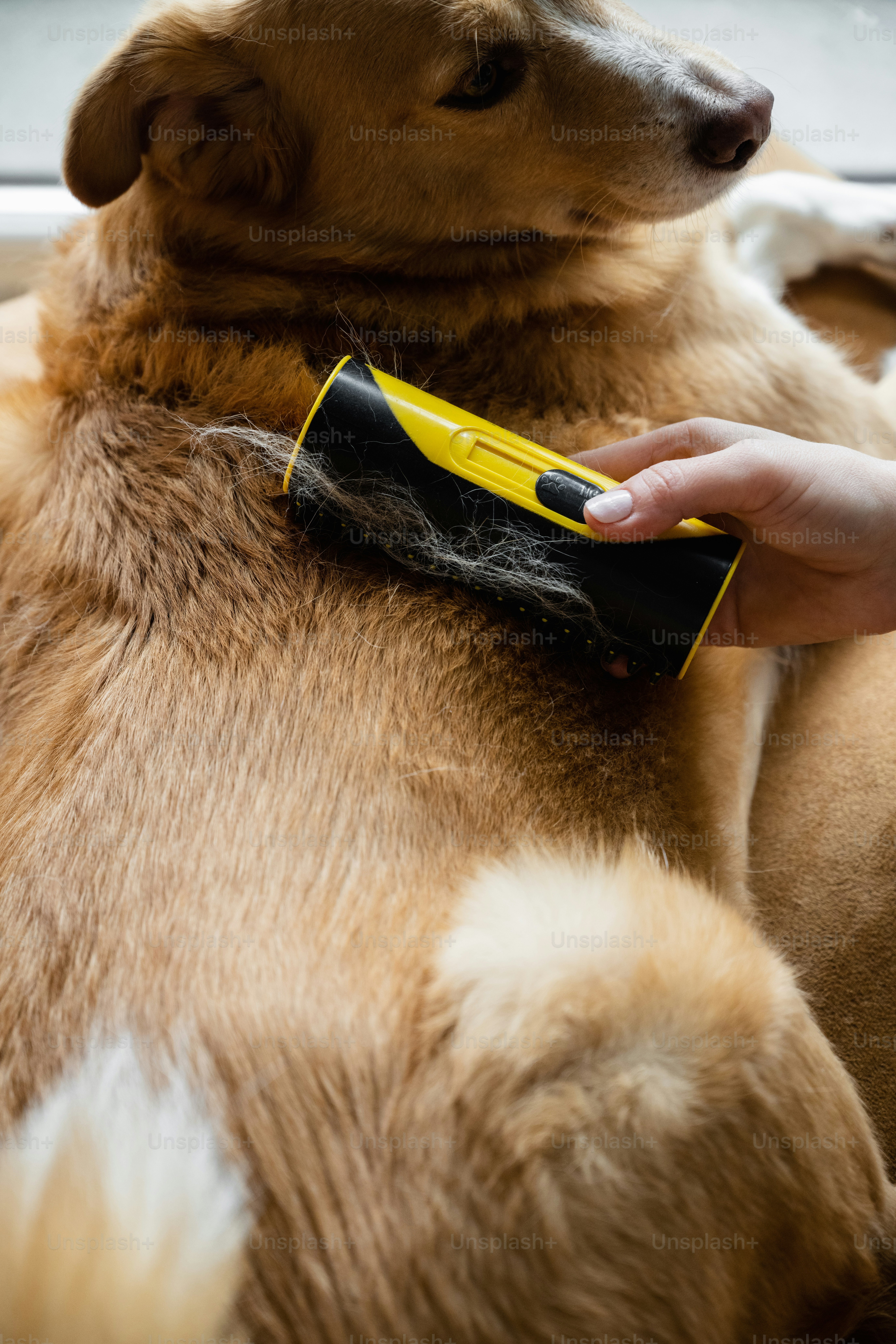 A dog being groomed by a person with a yellow comb photo – Dog Image on ...