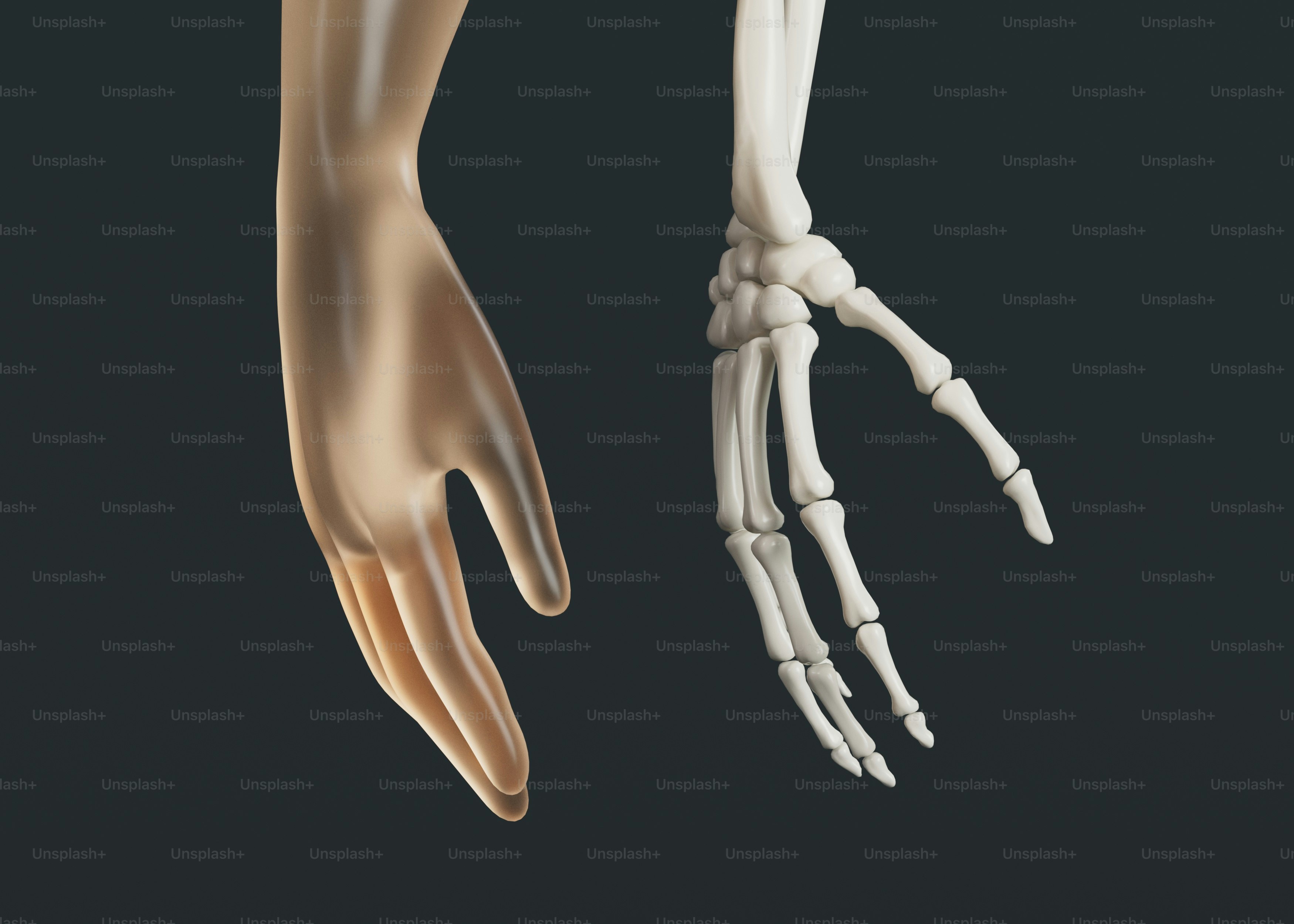 A human hand and a skeleton hand on a black background photo ...