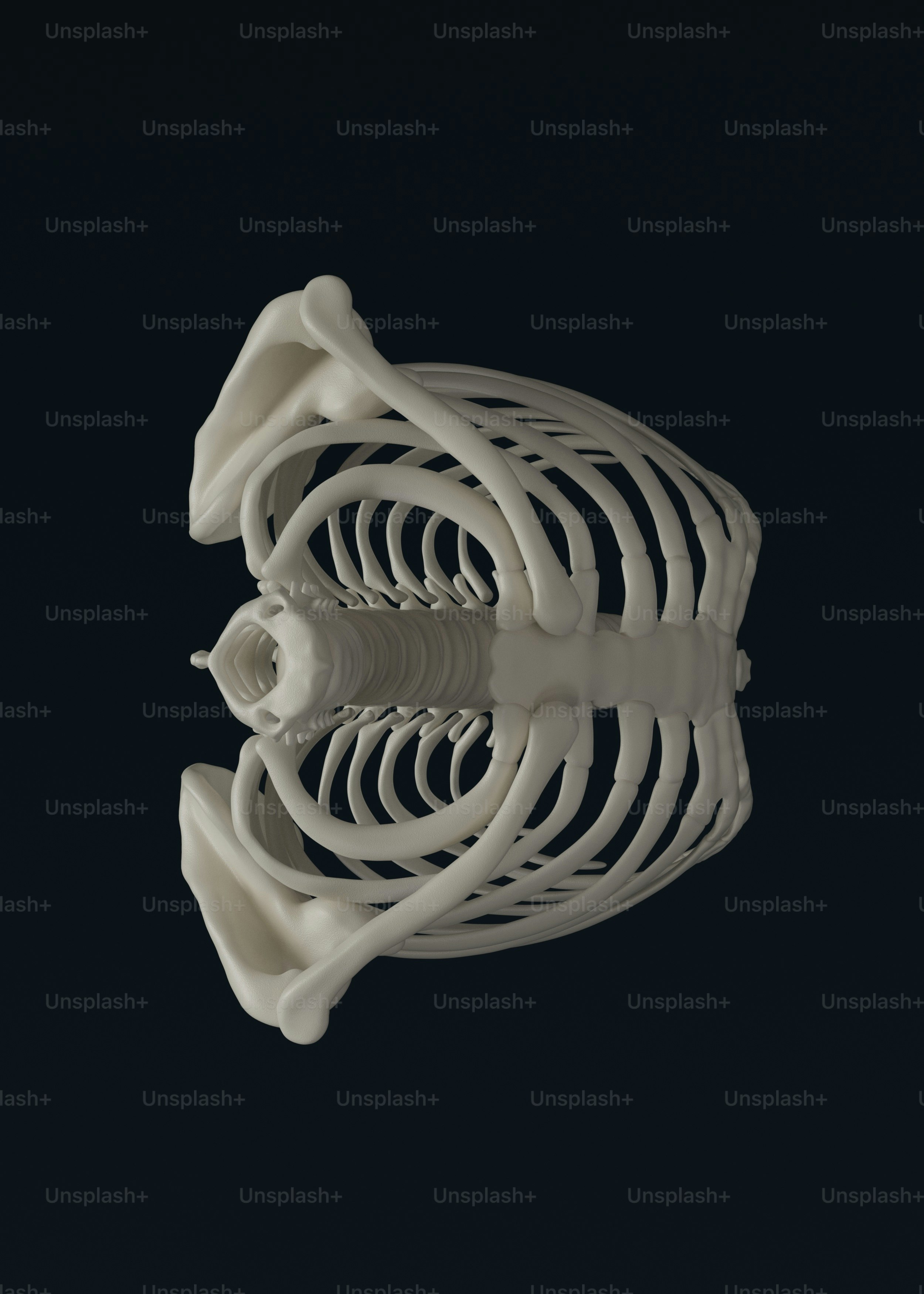 A white model of a human skeleton on a black background photo ...