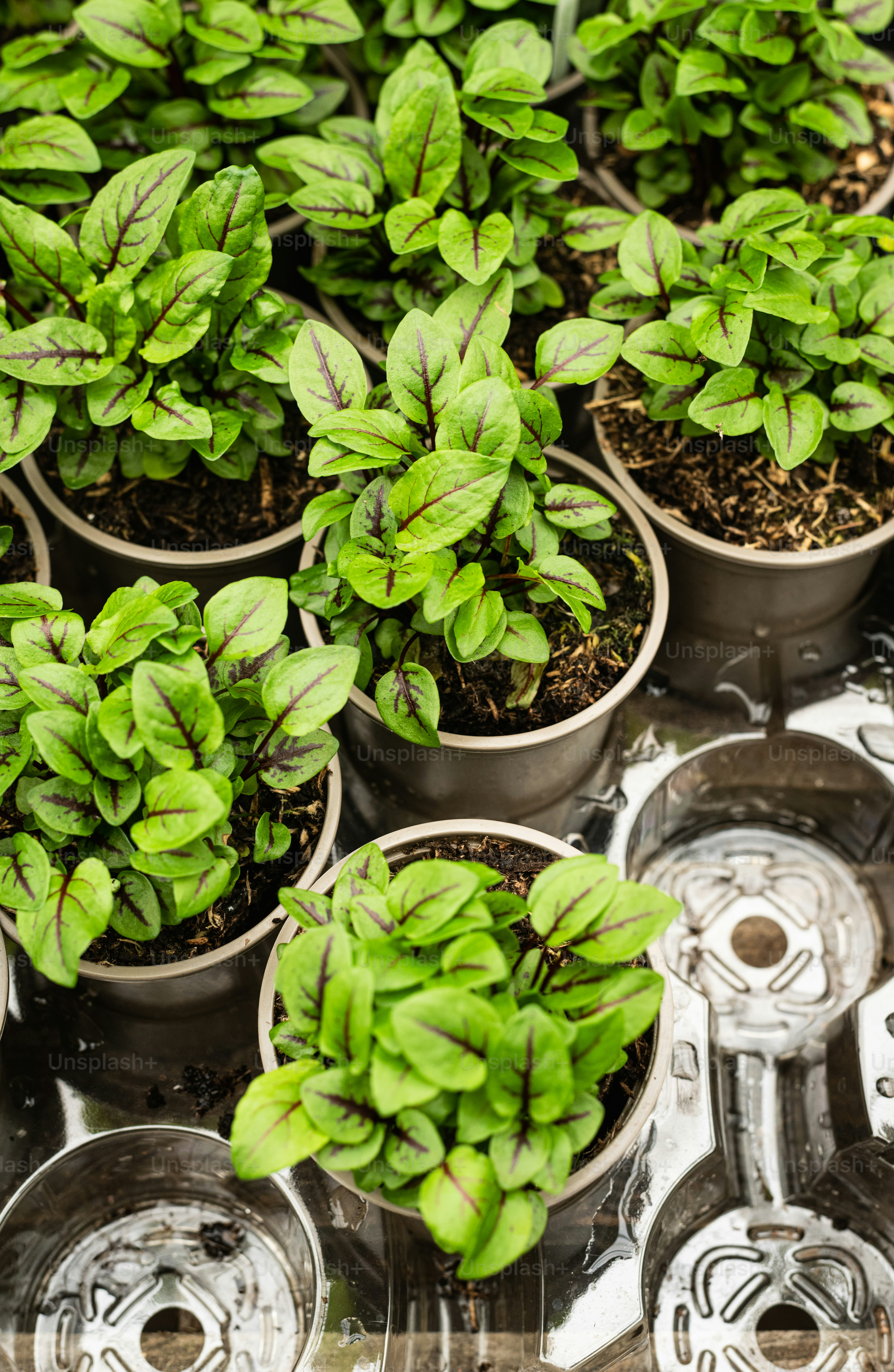 A bunch of plants that are in some pots photo – Gardening Image on Unsplash