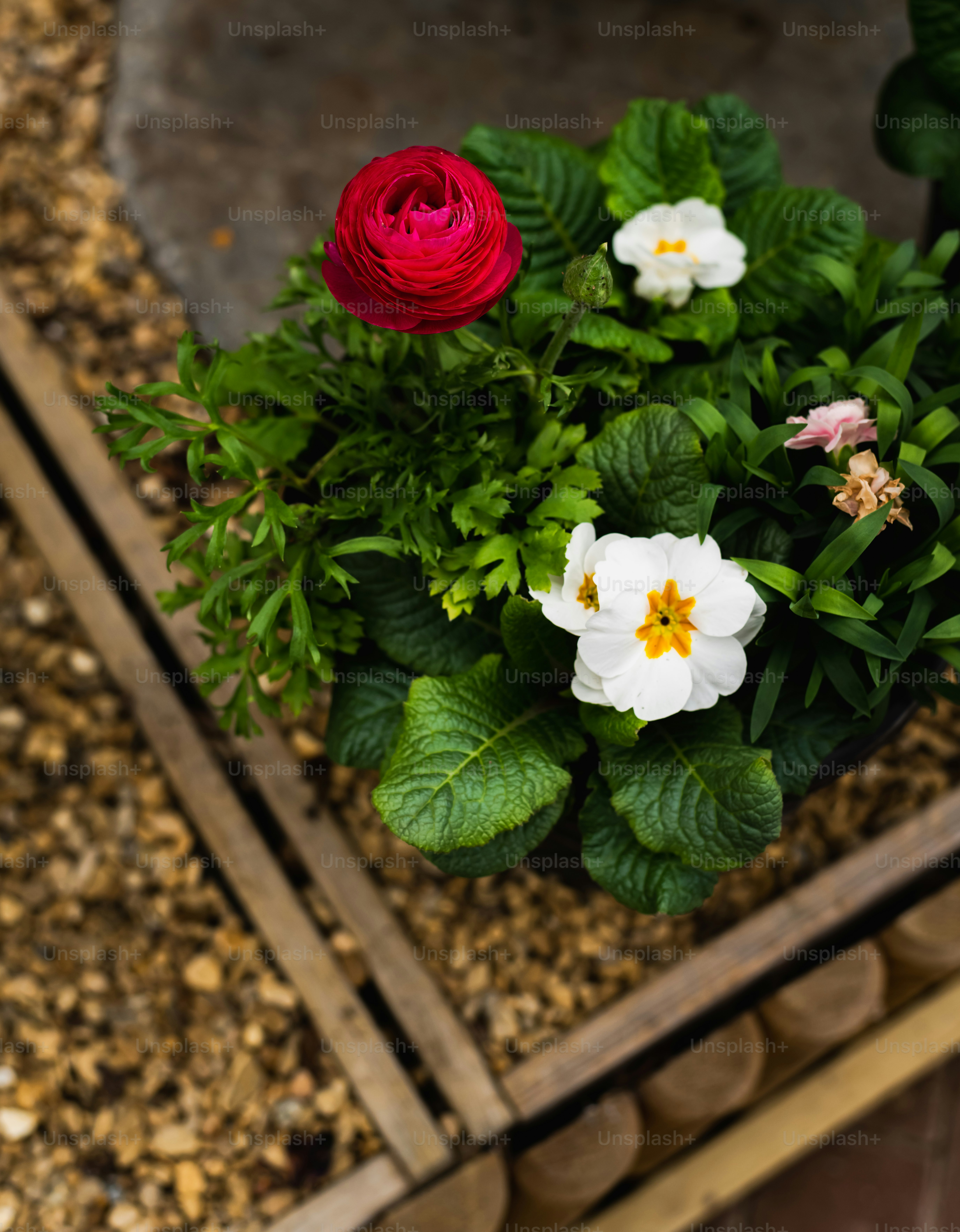A close up of a potted plant with flowers photo – Garden Image on Unsplash
