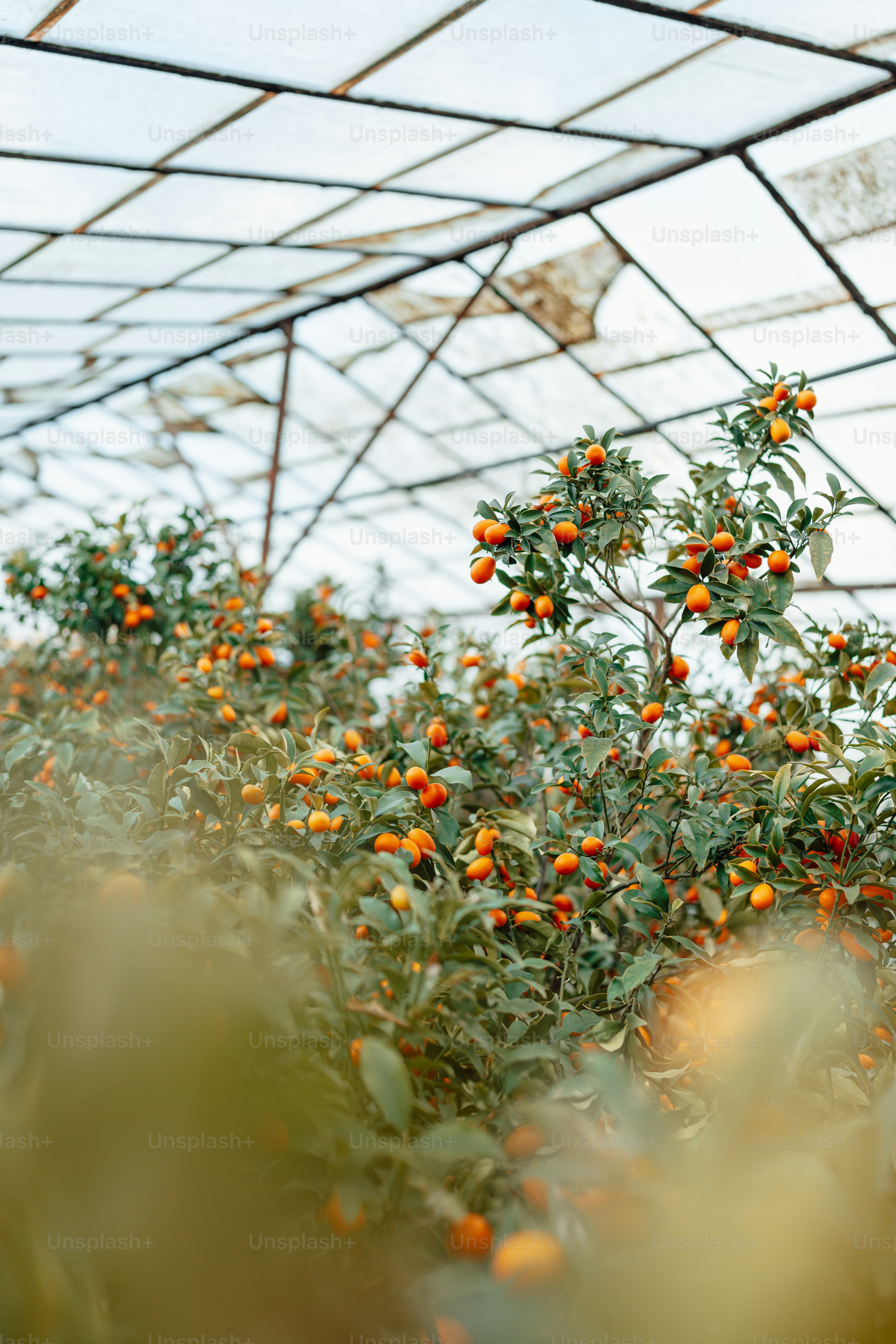 A bunch of oranges growing on a tree in a greenhouse photo – Garden ...