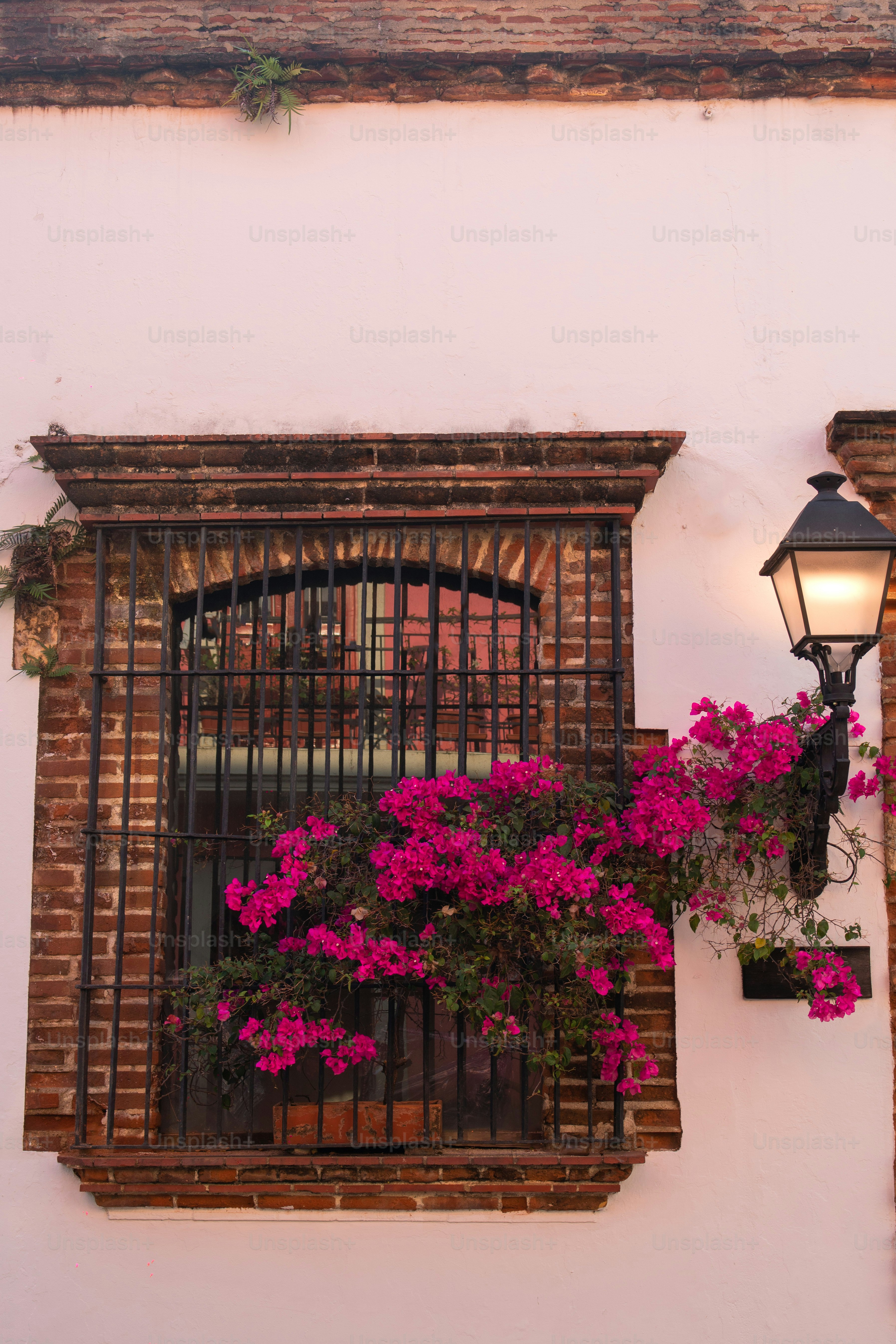 Imágenes de Flores De Buganvilla | Descarga imágenes gratuitas en Unsplash