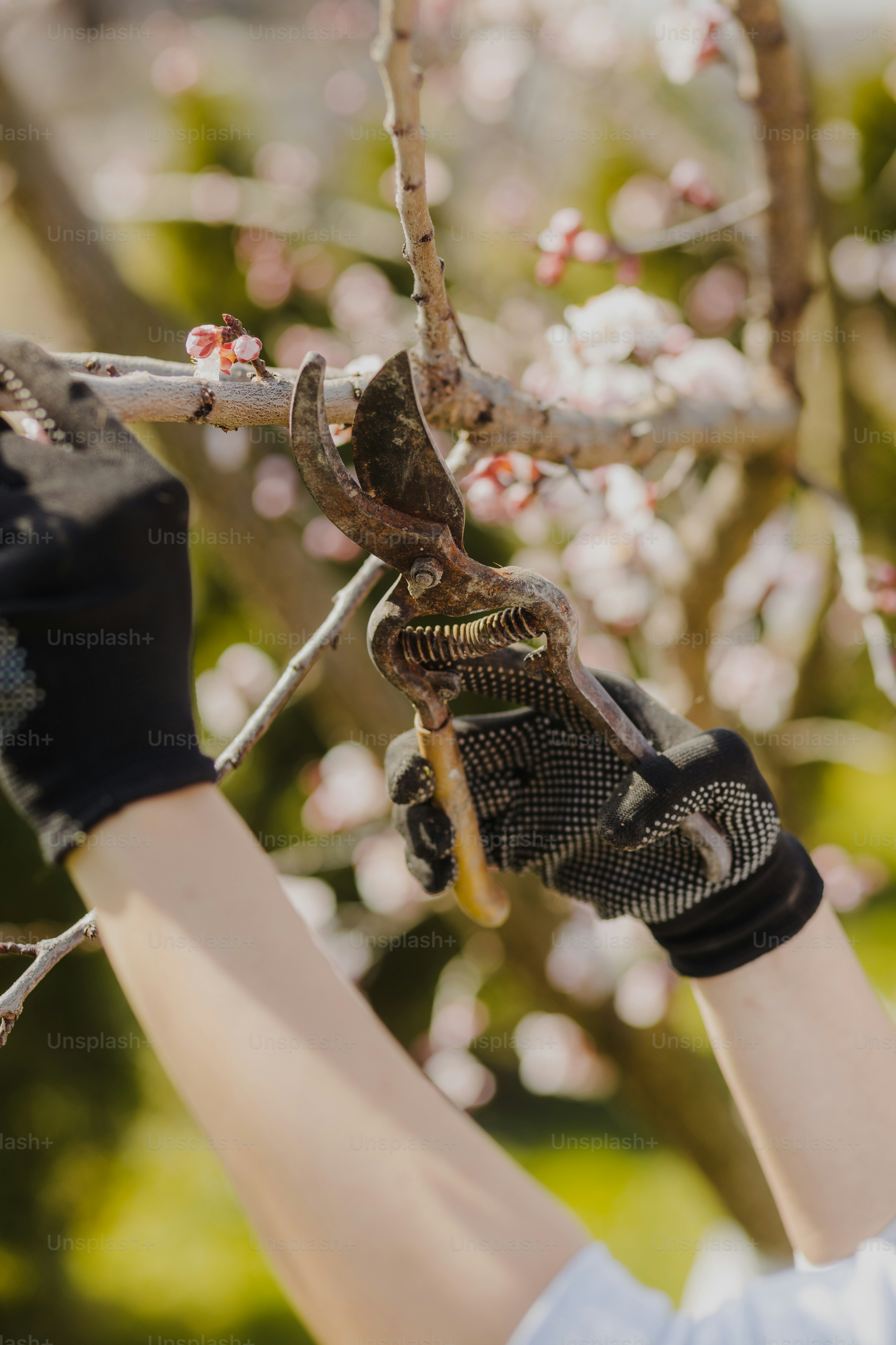 A person is pruning a tree with a pair of gloves photo – Garden Image ...