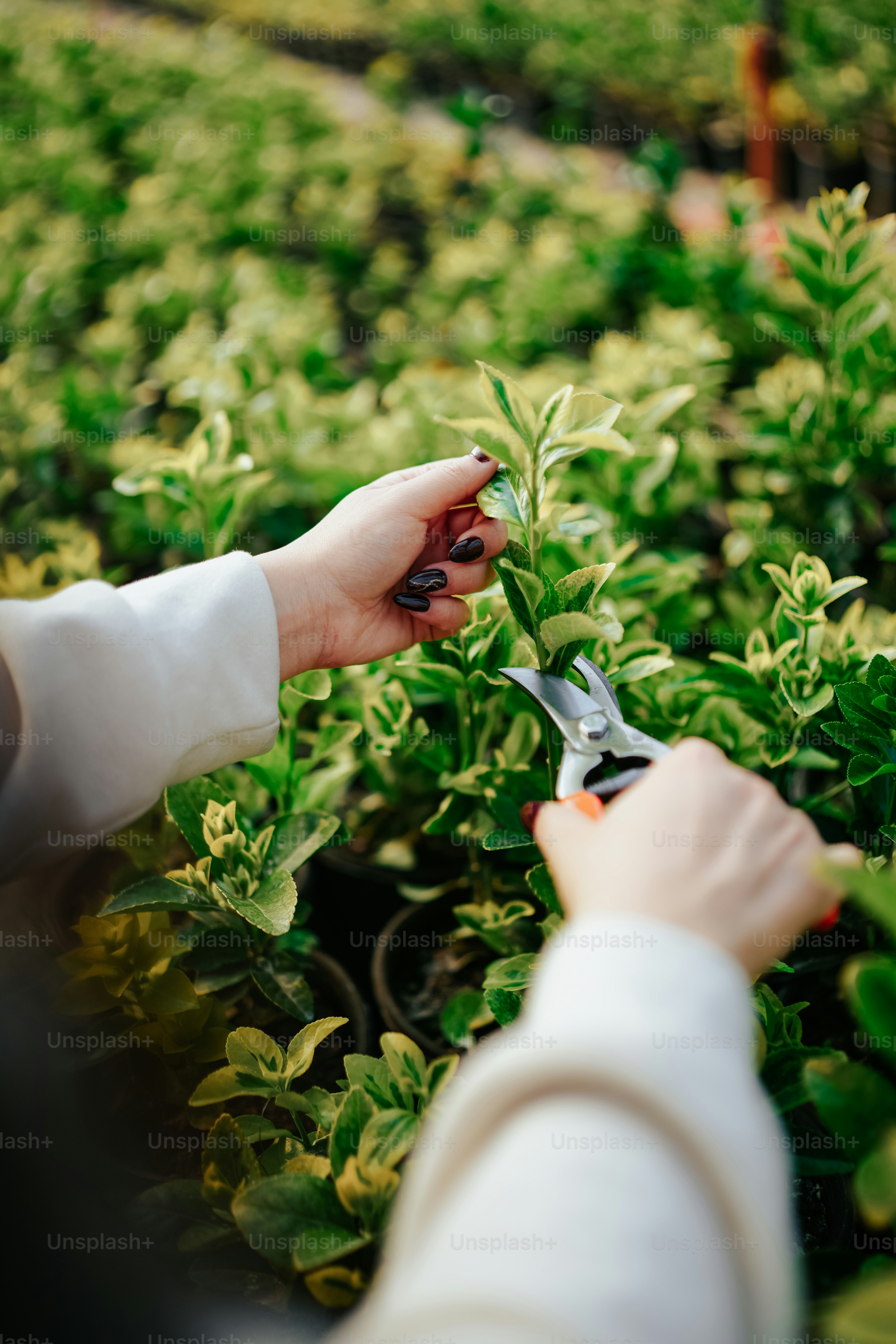 Una persona cortando una planta con un par de tijeras foto – Imagen de ...