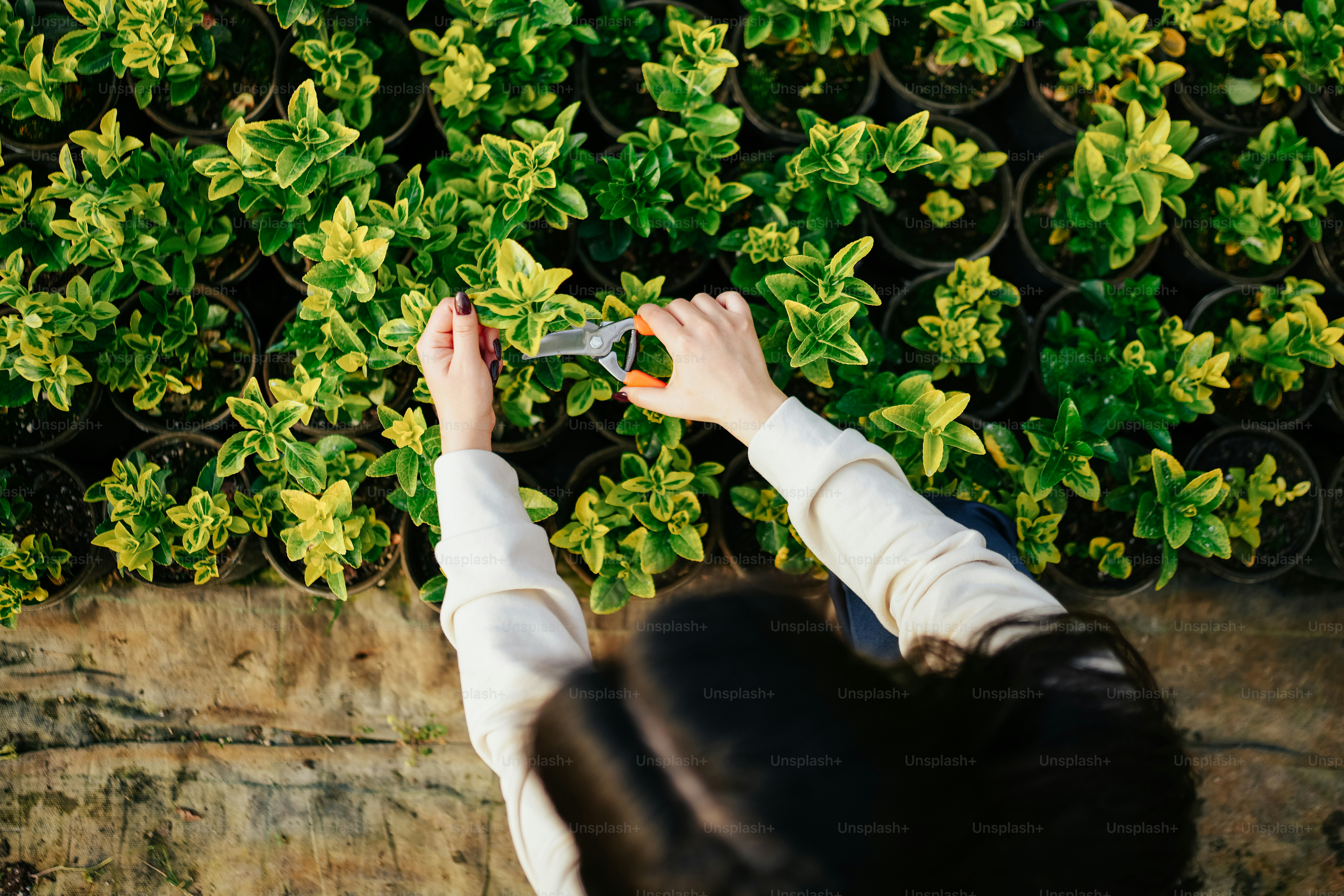 A woman taking a picture of a bush with her cell phone photo ...