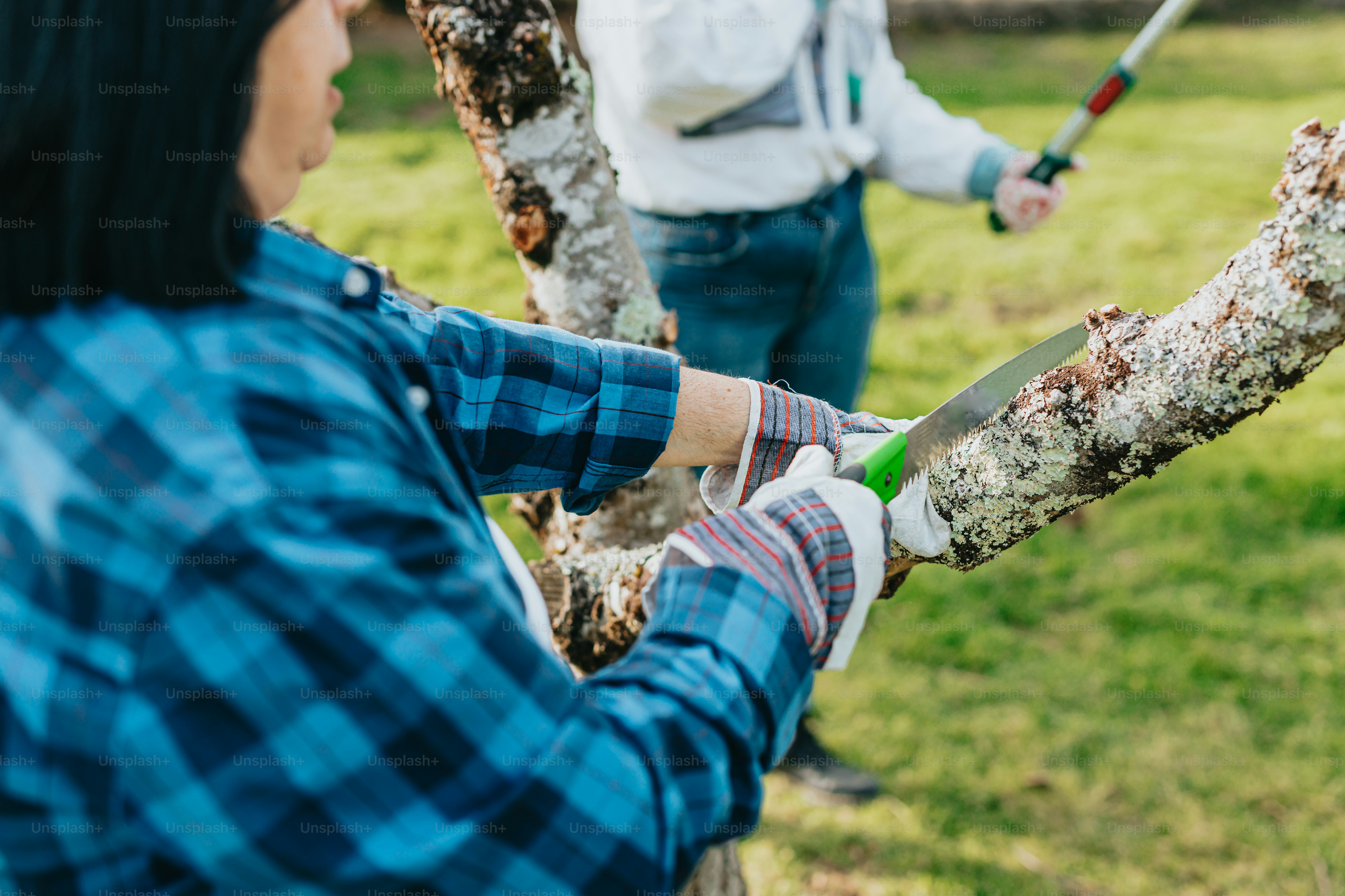 A person cutting a tree with a pair of scissors photo – Saw Image on ...