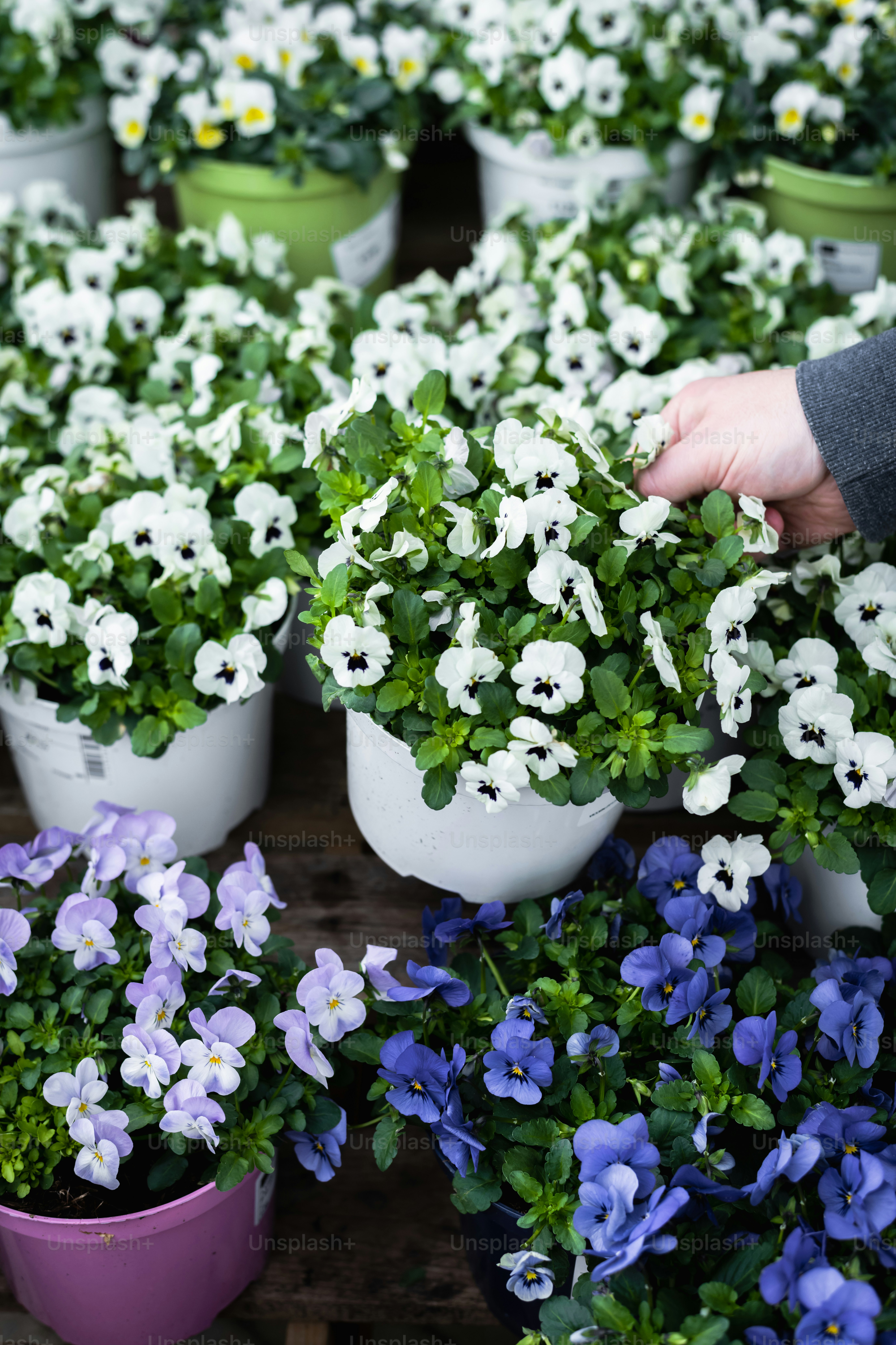 30,000+ Pansy Pictures | Download Free Images on Unsplash