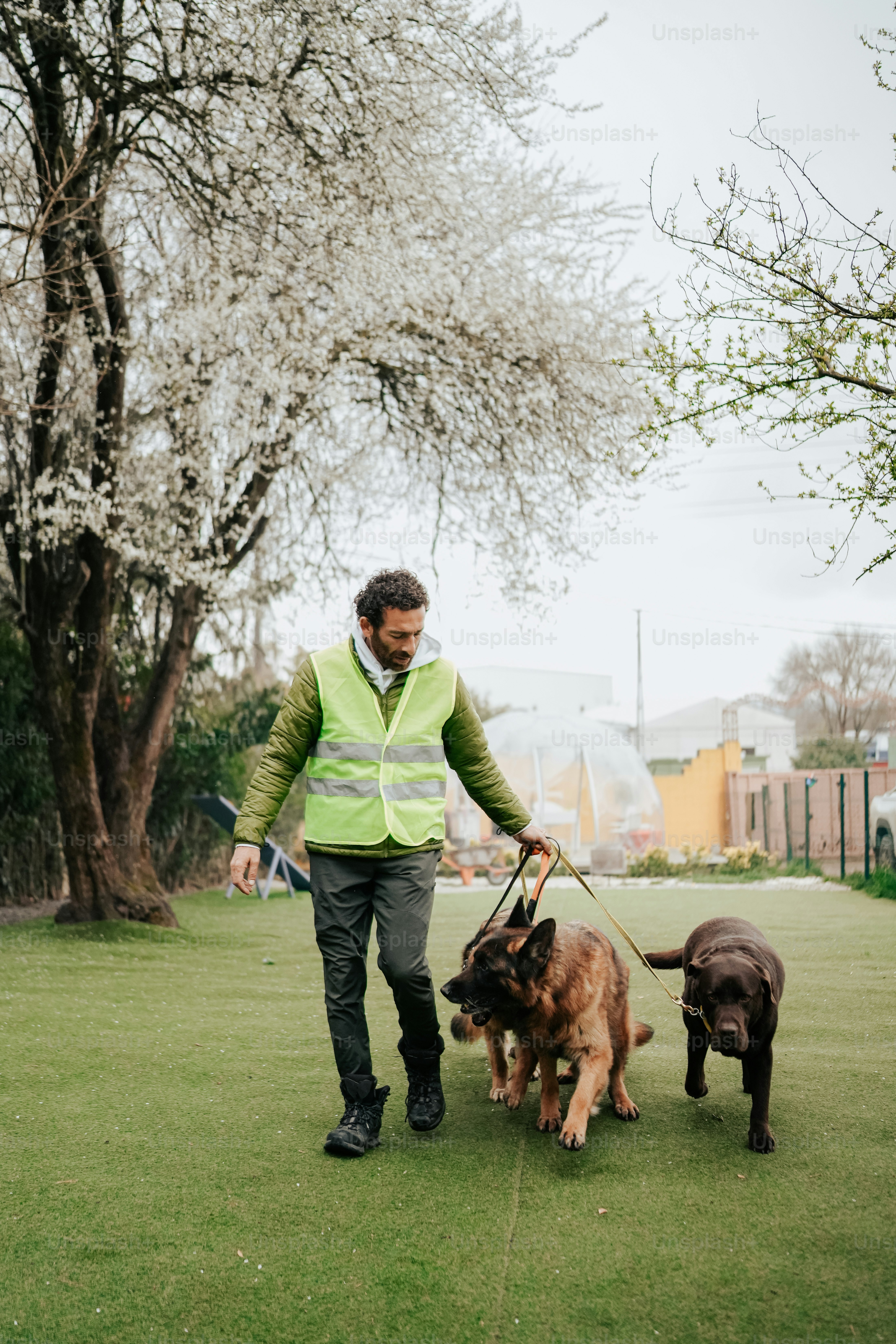 Foto Un hombre paseando a dos perros con una correa – Perro Imagen en ...