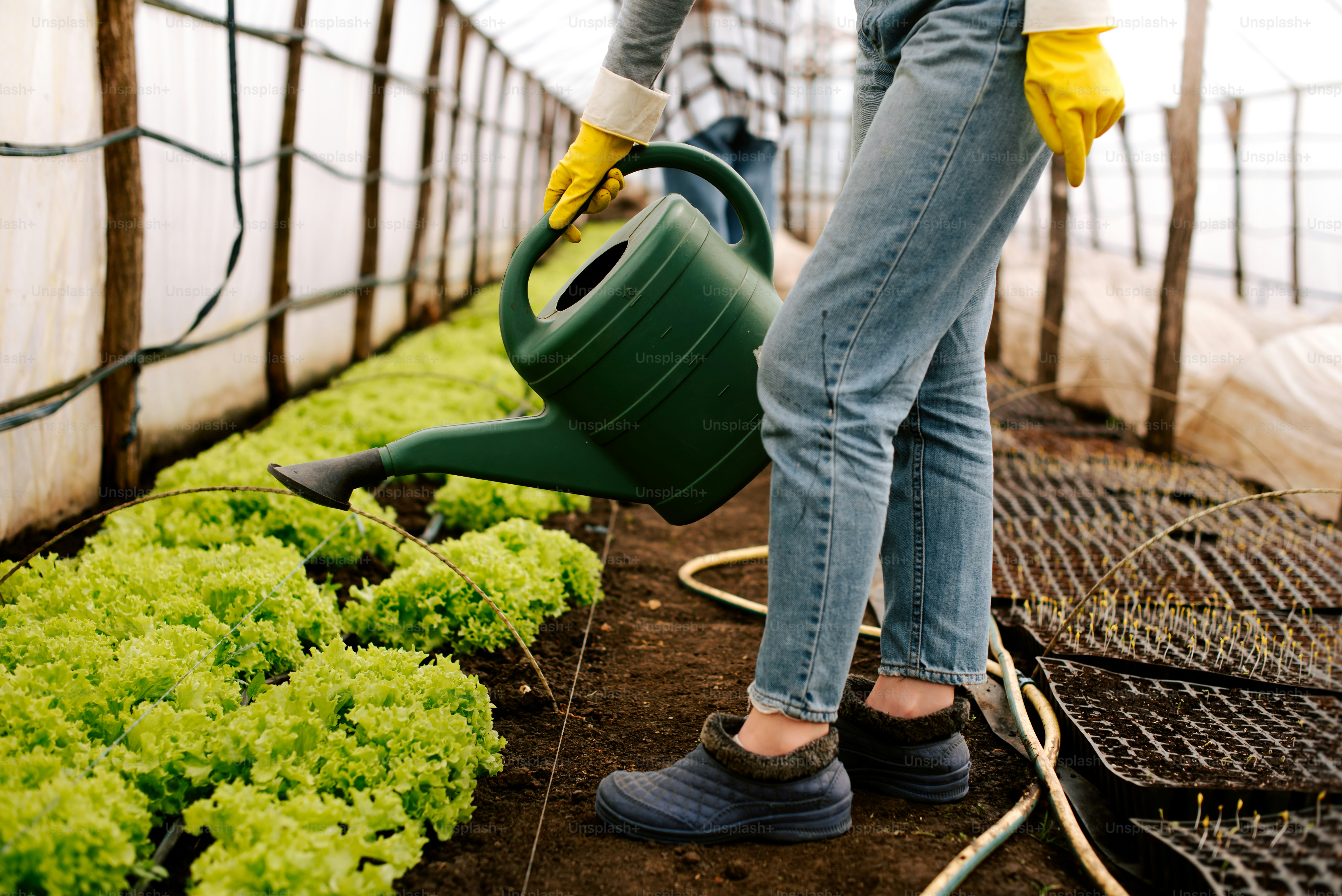 A person watering plants in a greenhouse photo – Gardening Image on ...