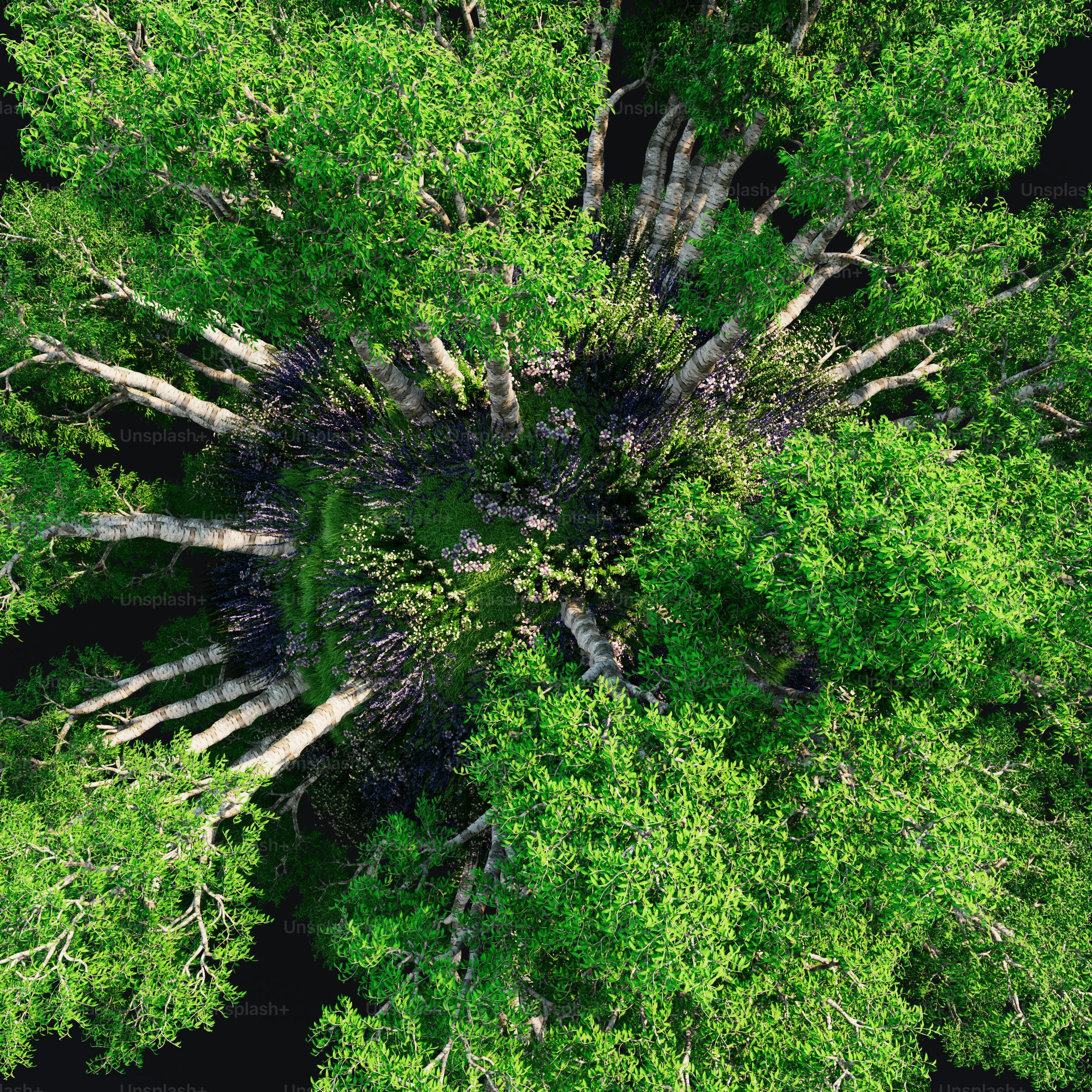 Una veduta aerea di un albero in una foresta foto – Baldacchino dell ...