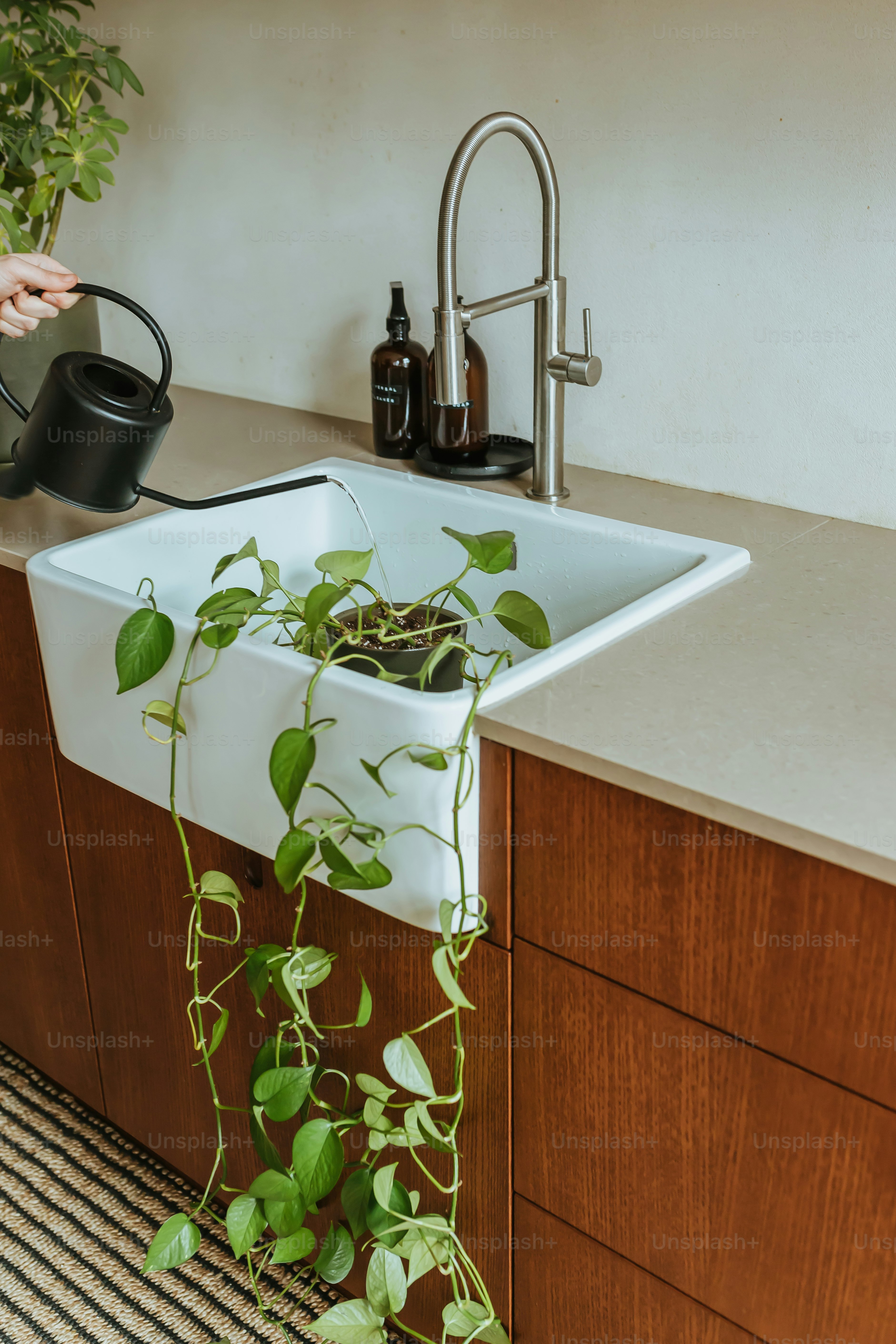 A kitchen sink with a plant growing out of it photo – Gardening Image ...