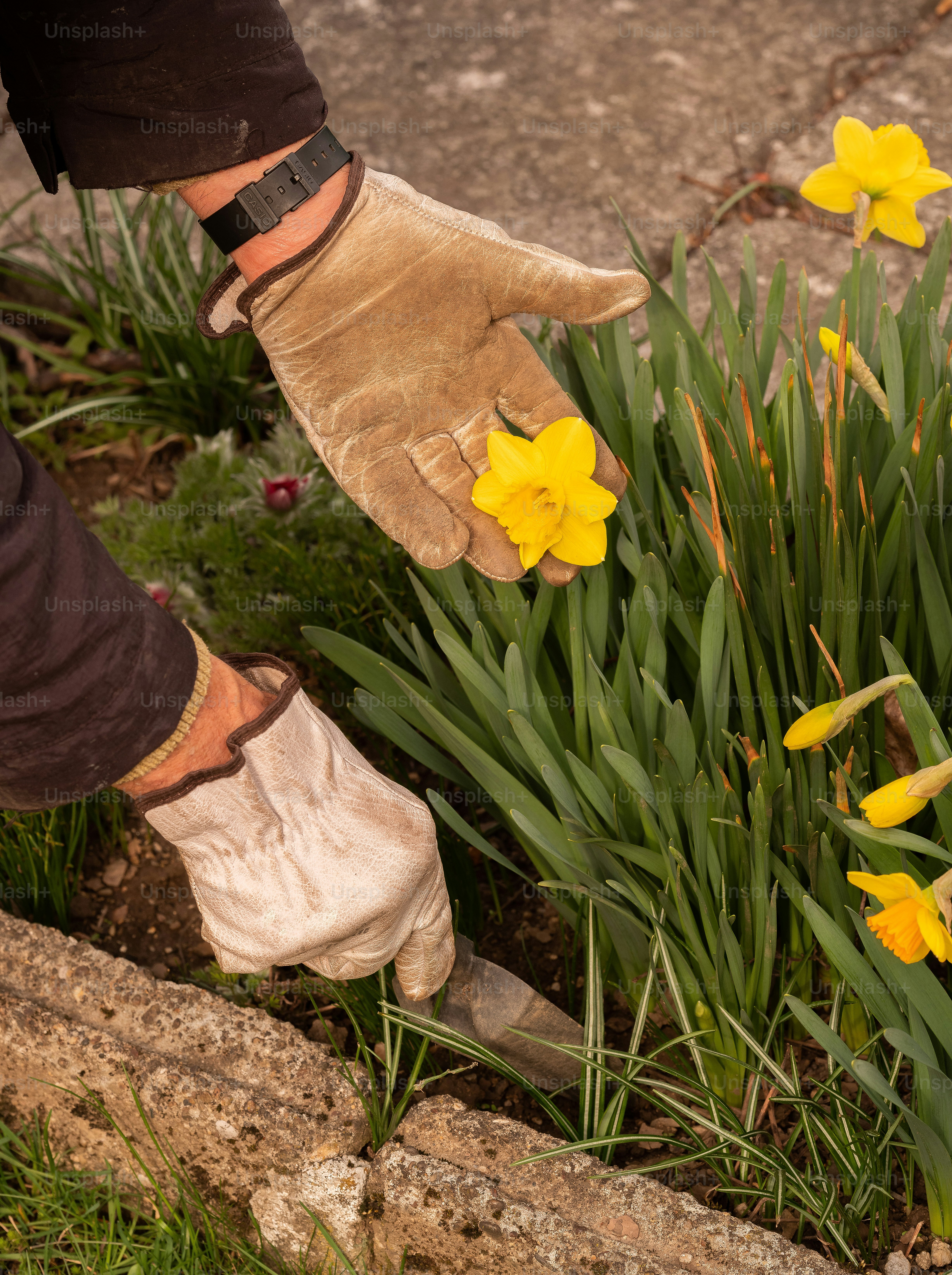 Une main gantée tendant la main vers des fleurs jaunes photo ...