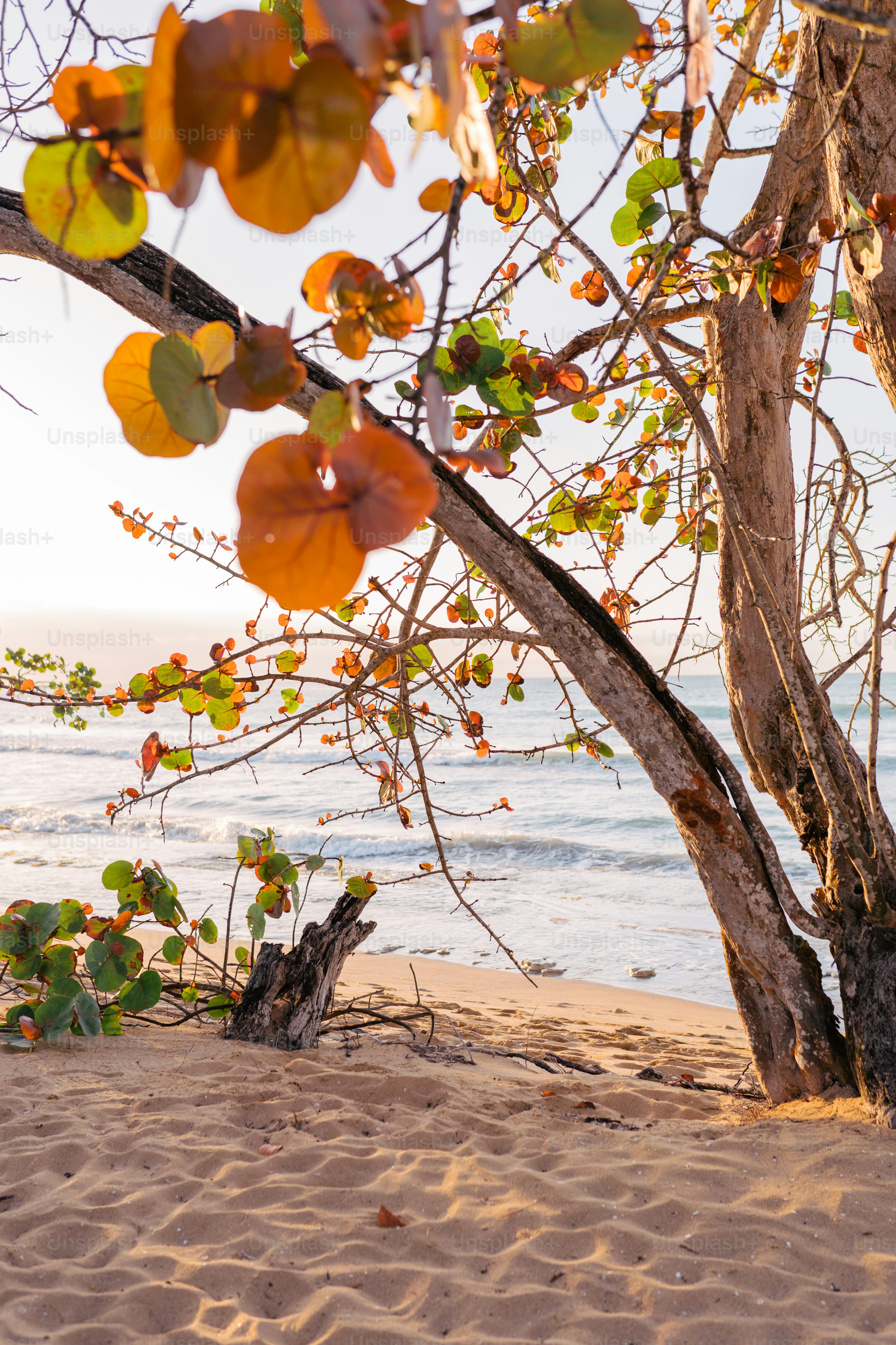 A tree on a beach with the ocean in the background photo – Brazil Image ...