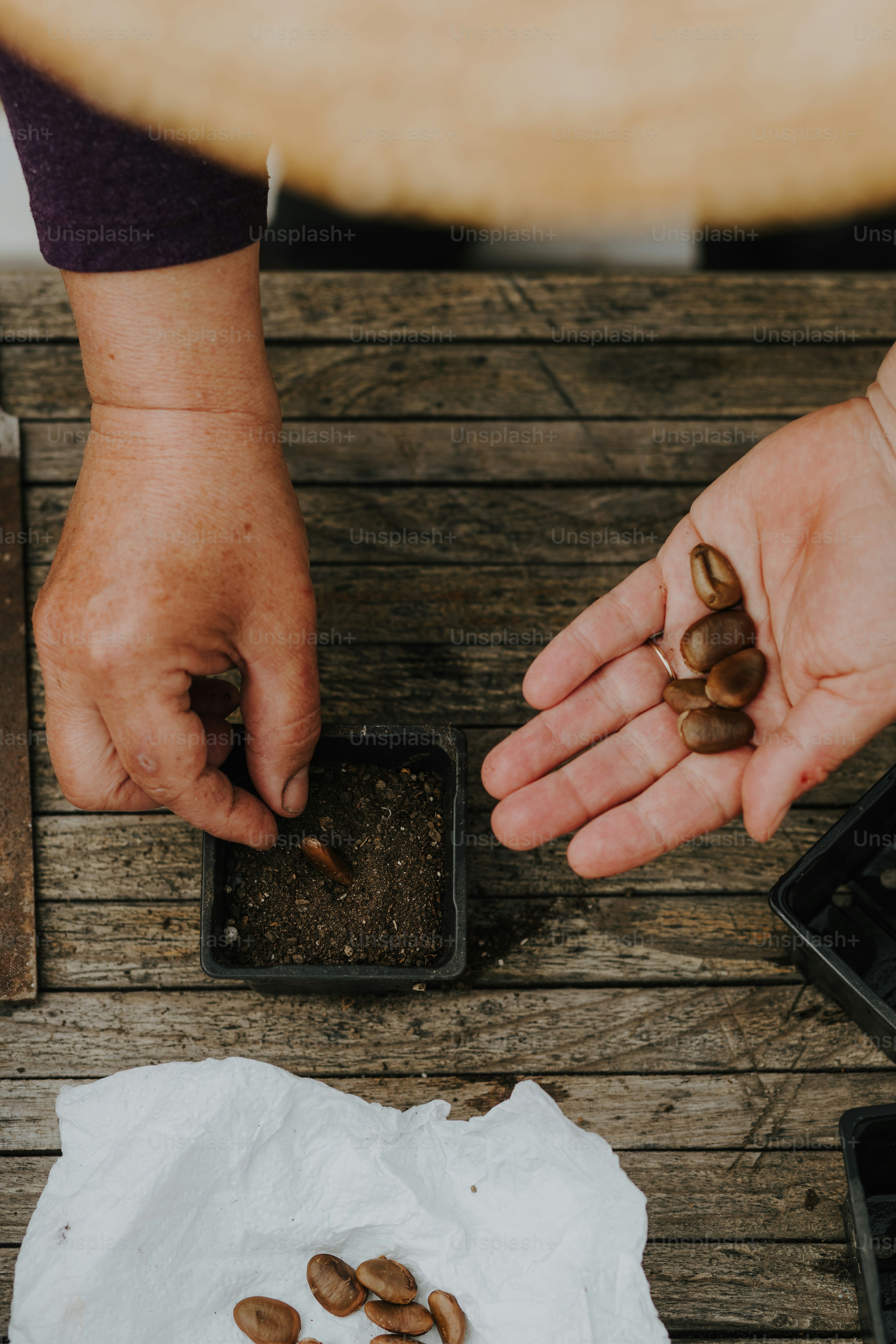 A person is holding seeds in their hands photo – Planting seeds Image ...