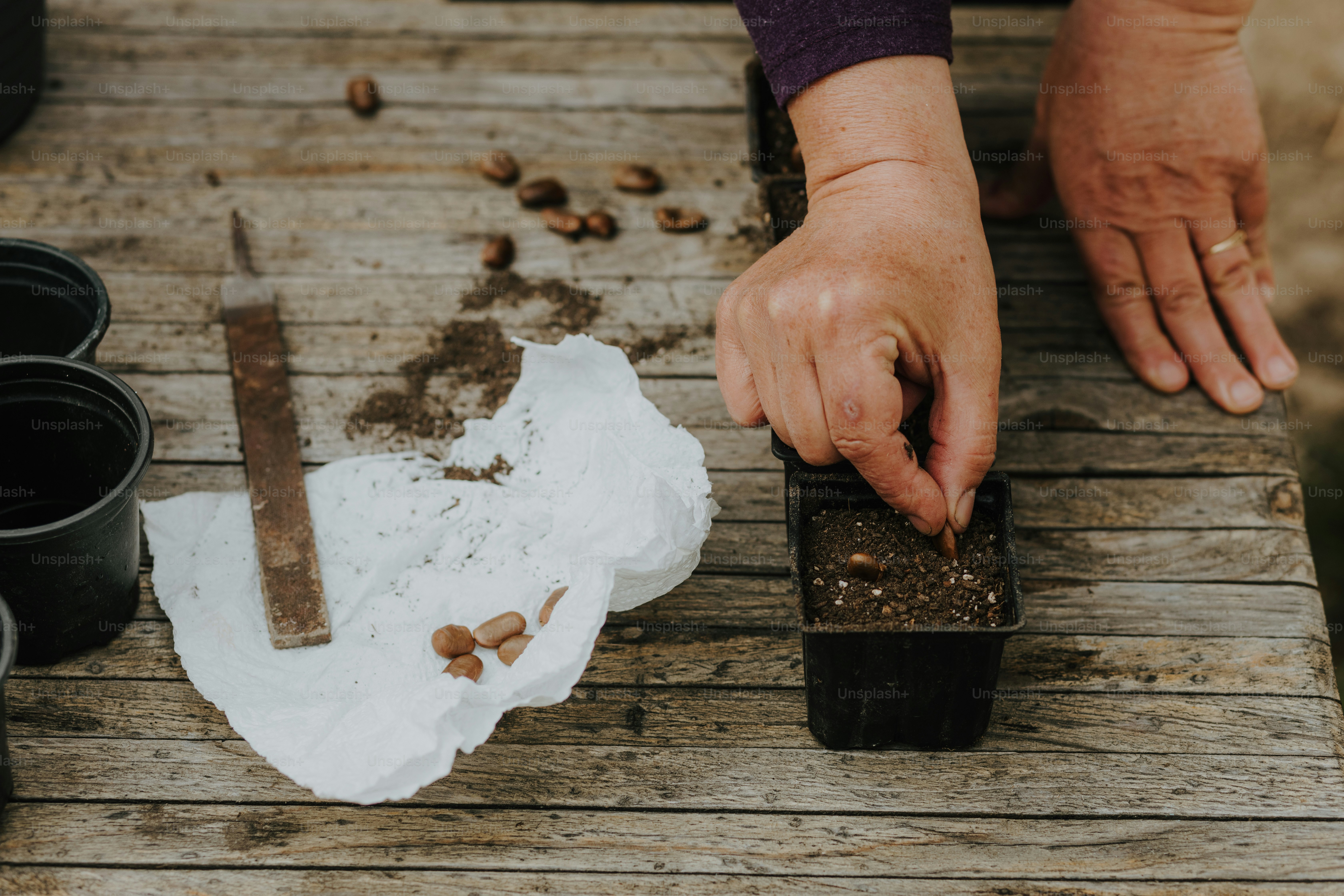 A person is putting seeds in a container photo – Gardening Image on ...