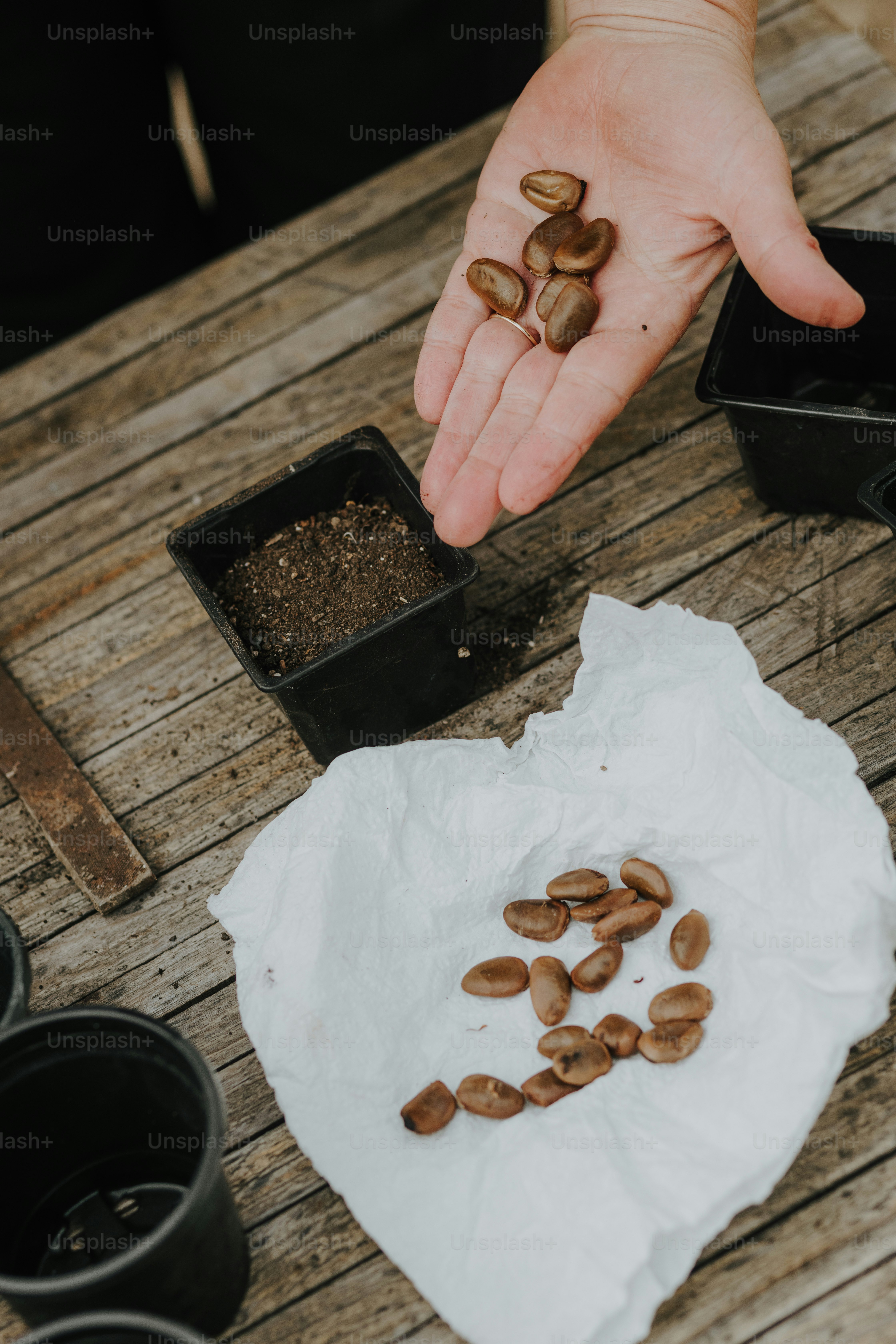 A person reaching for seeds on a table photo – Planting seeds Image on ...