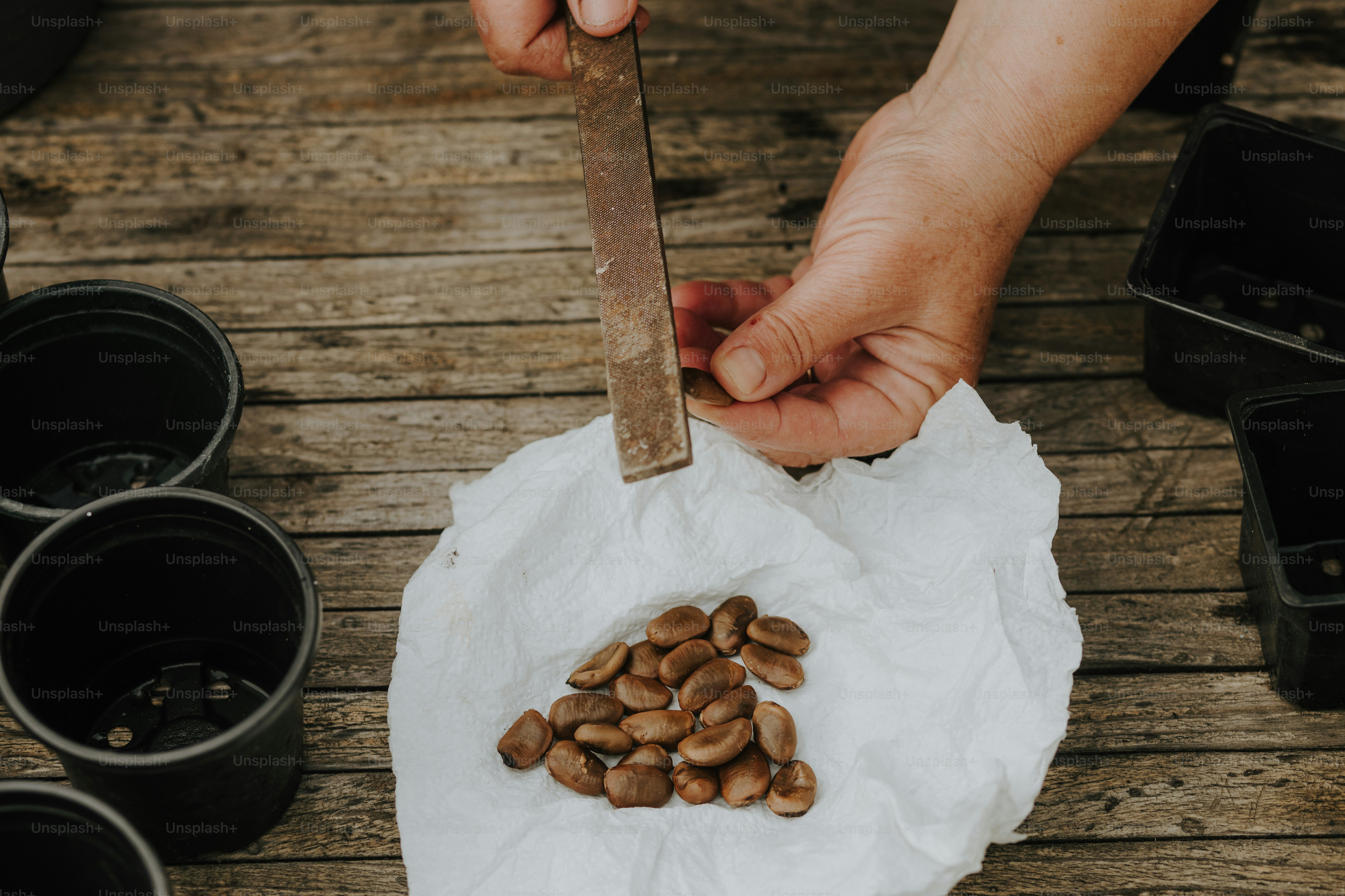 A person is putting seeds in a container photo – Gardening Image on ...