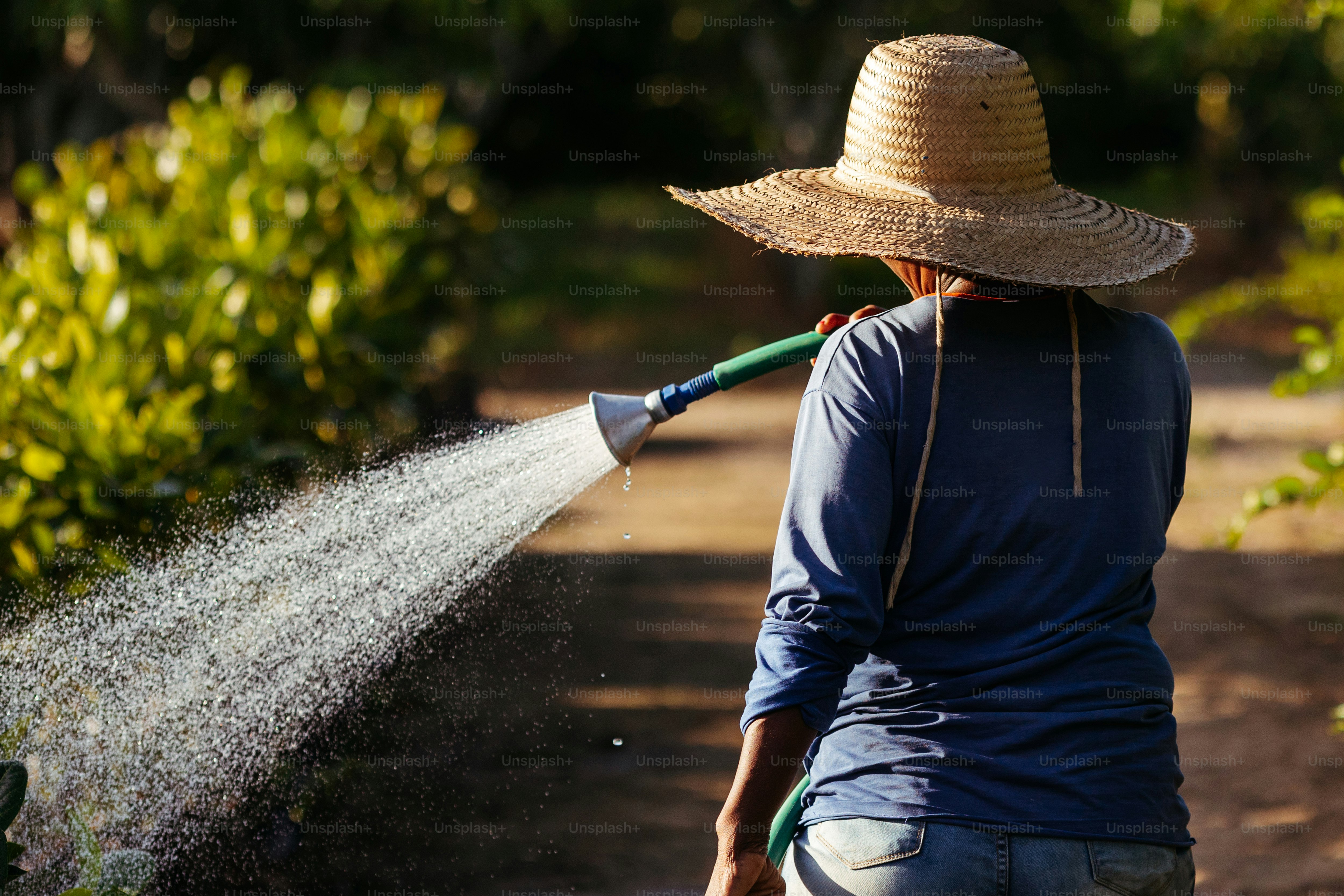 A person wearing a straw hat is spraying water photo – Garden hose ...