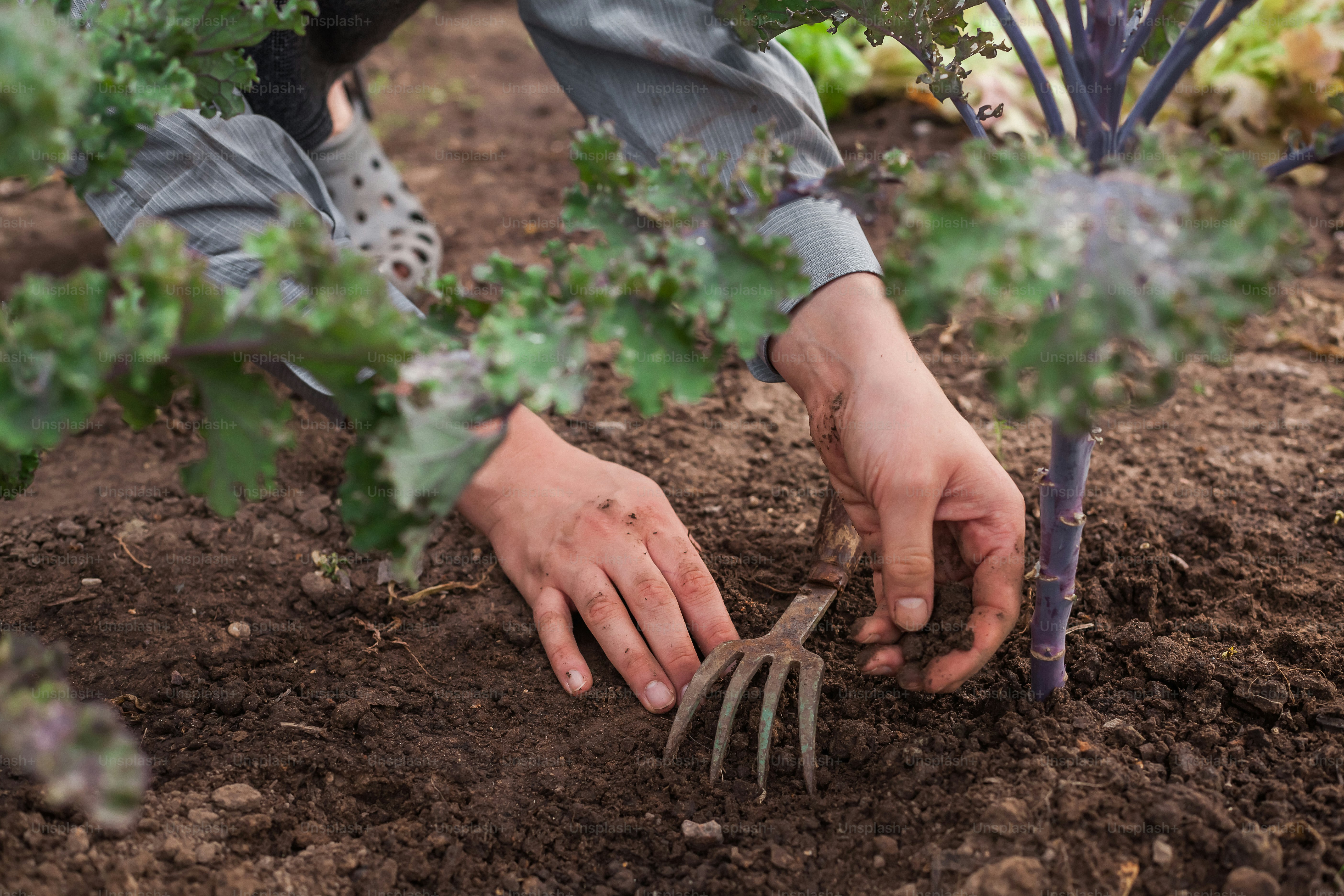 A person digging in the dirt with a garden tool photo – Tools Image on ...