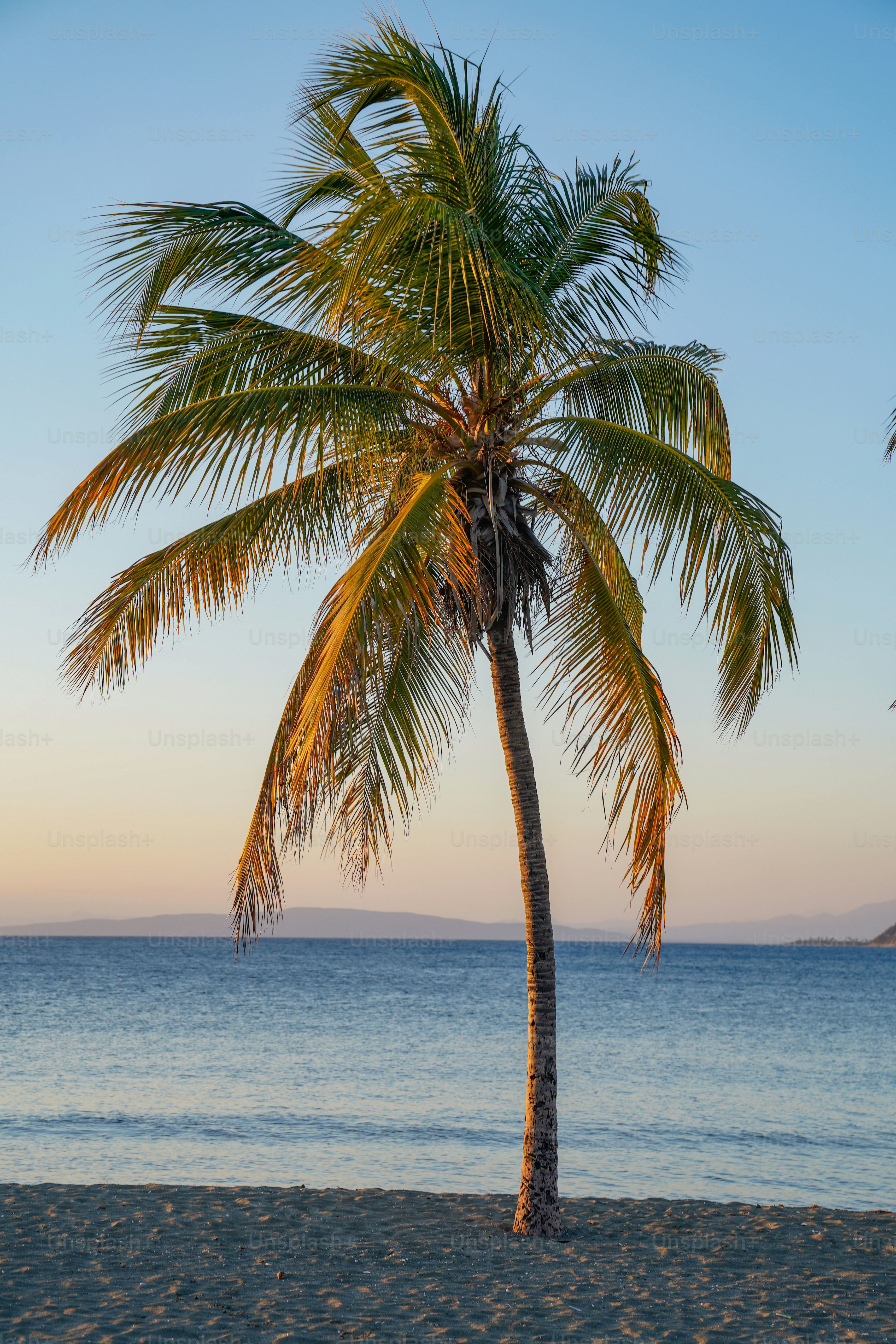 A palm tree on a beach with the ocean in the background photo ...