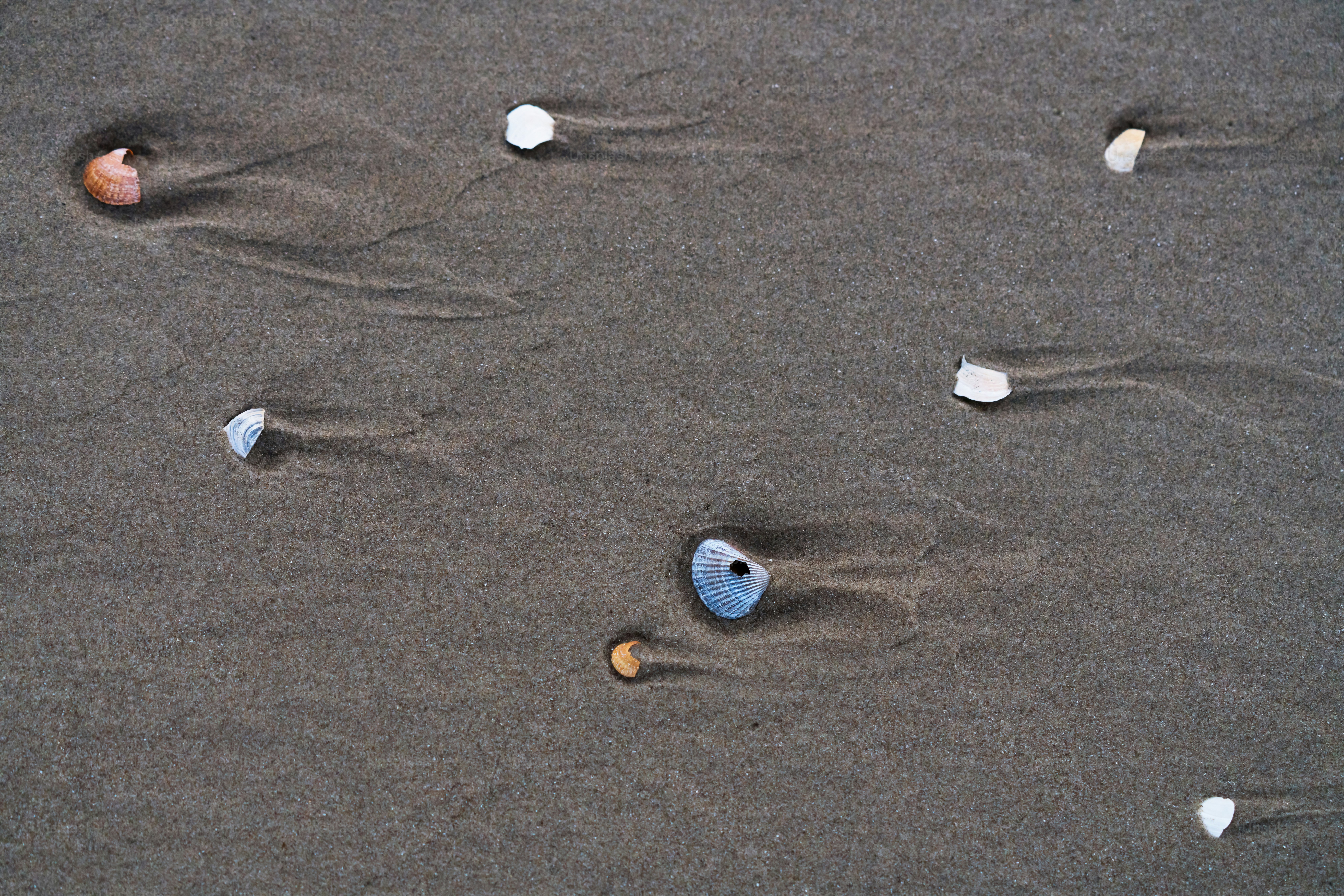 Beach Shells Pictures | Download Free Images on Unsplash