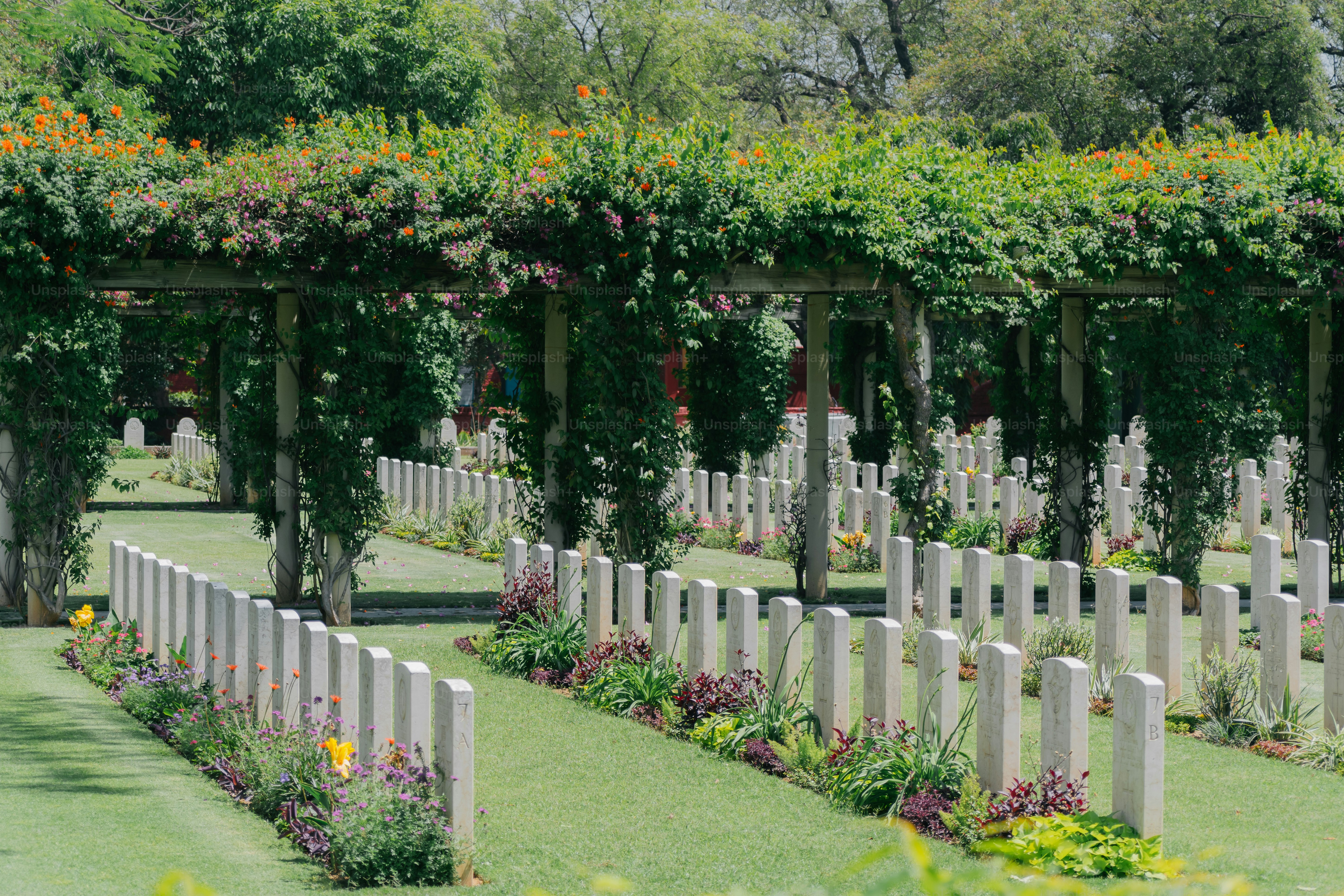 A cemetery with a bunch of flowers growing over it photo – Delhi war ...