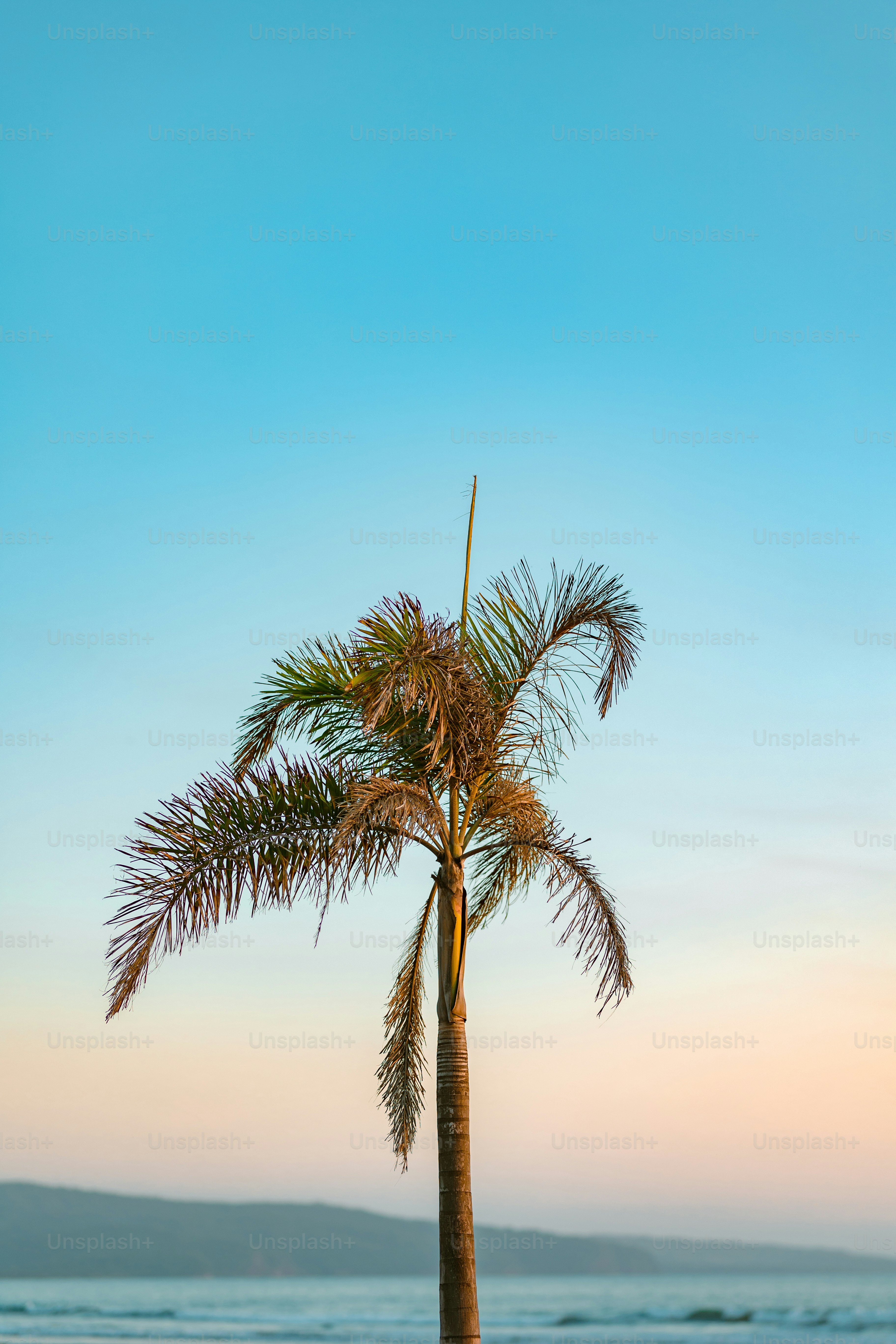 Topic Pictures | Download Free Images on Unsplash