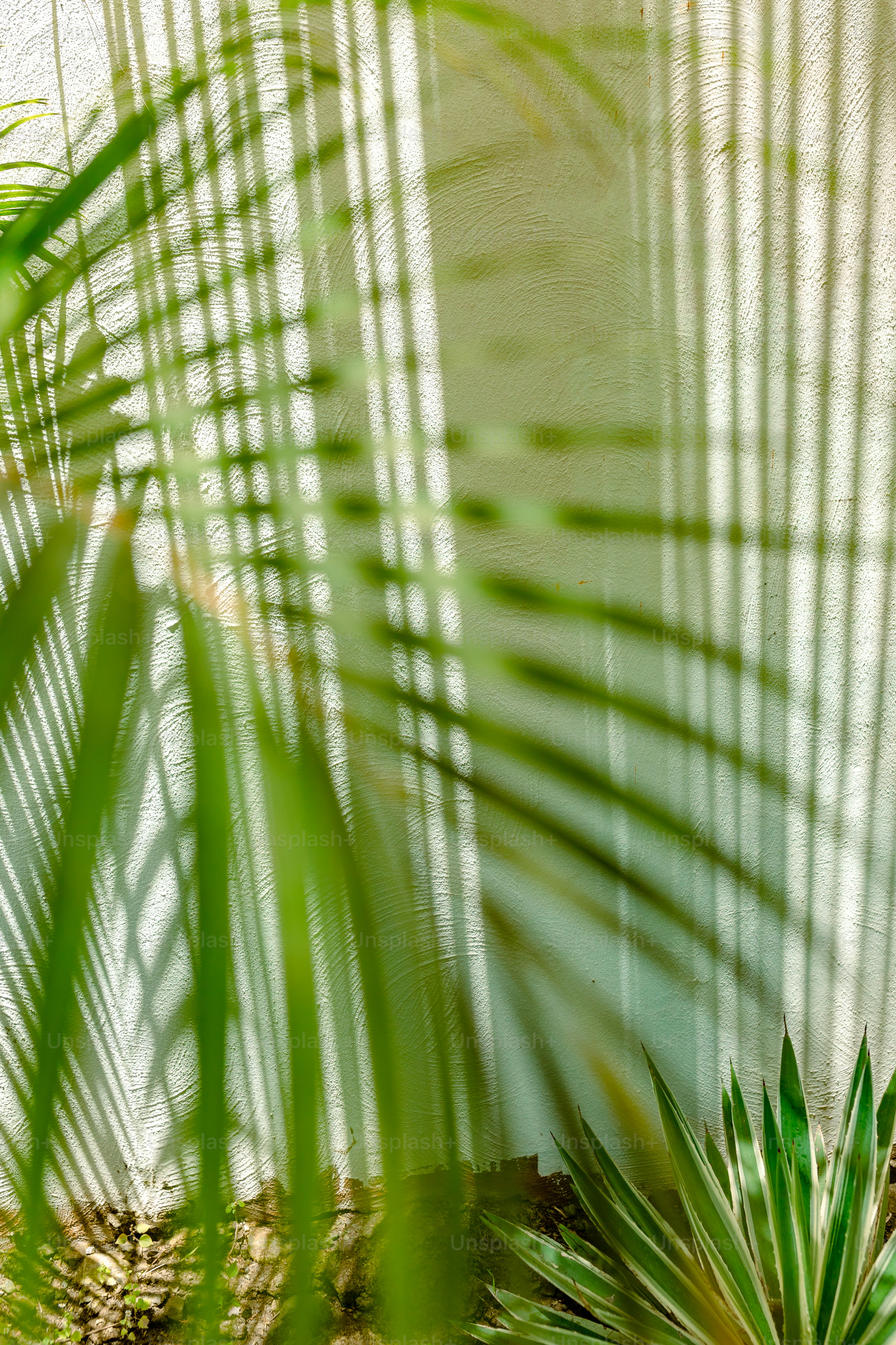 30k+ Palm Tree Shadow Pictures | Download Free Images on Unsplash