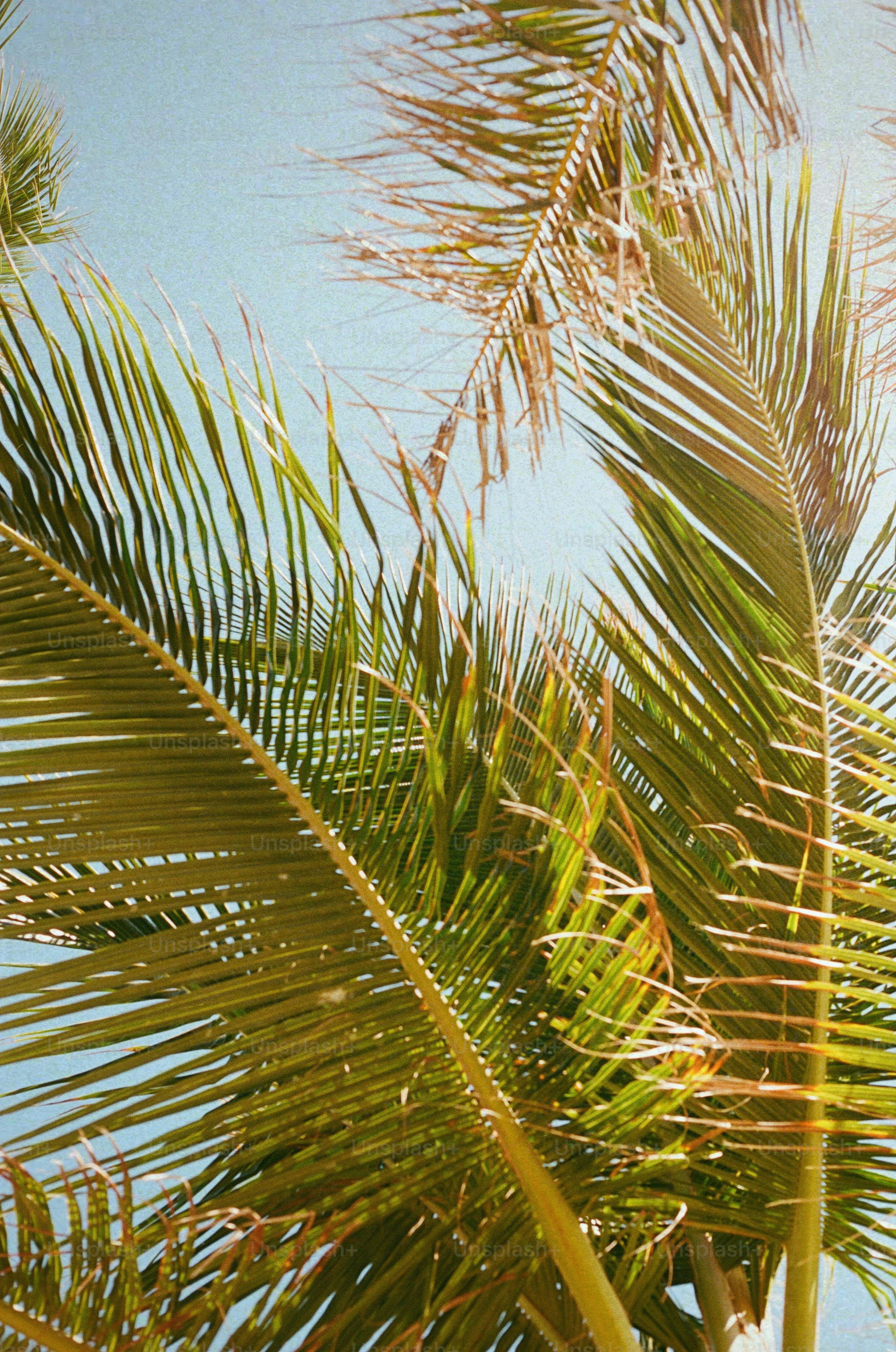 A group of palm trees against a blue sky photo – Hot summer Image on ...