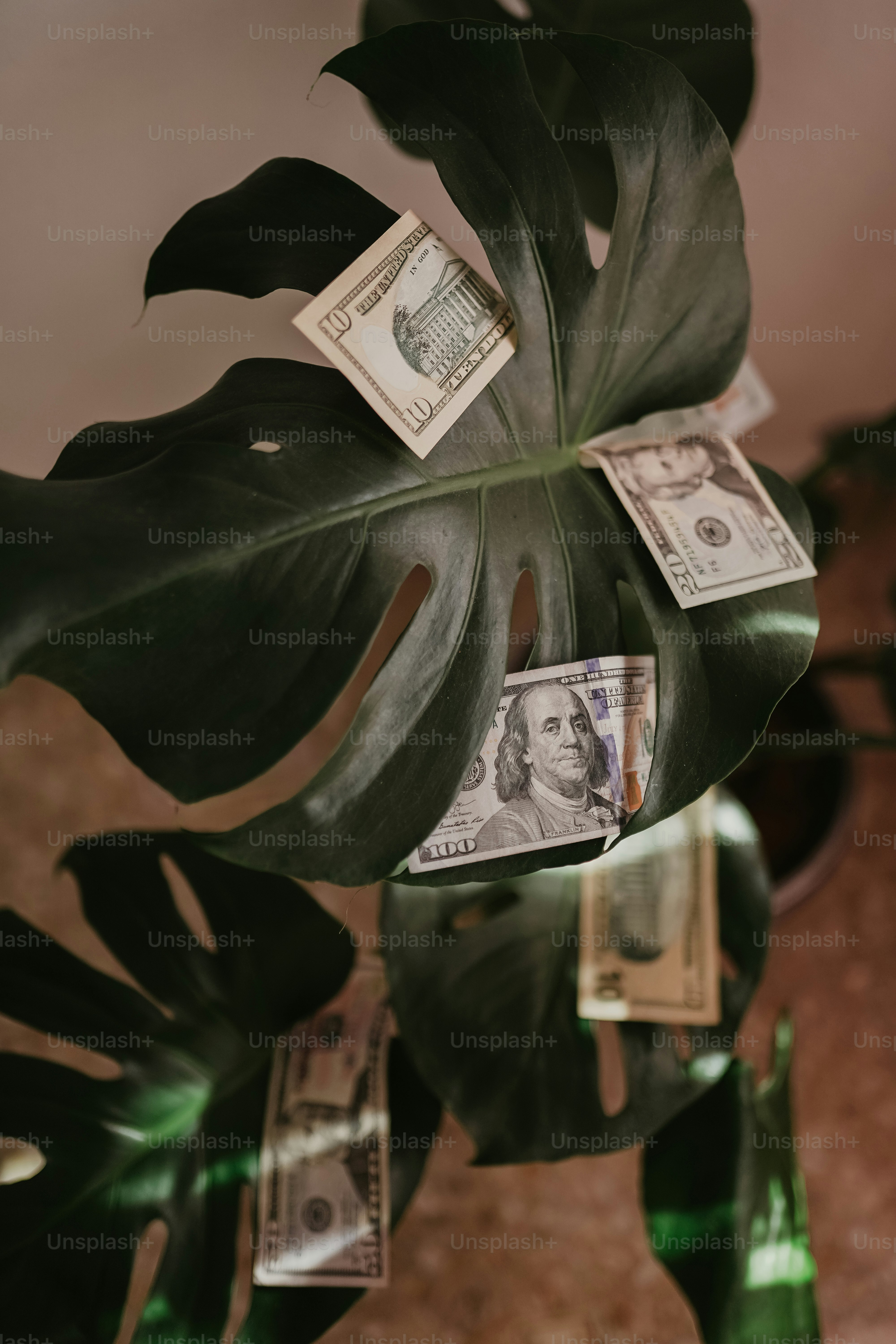 999+ Money Tree Pictures | Download Free Images on Unsplash