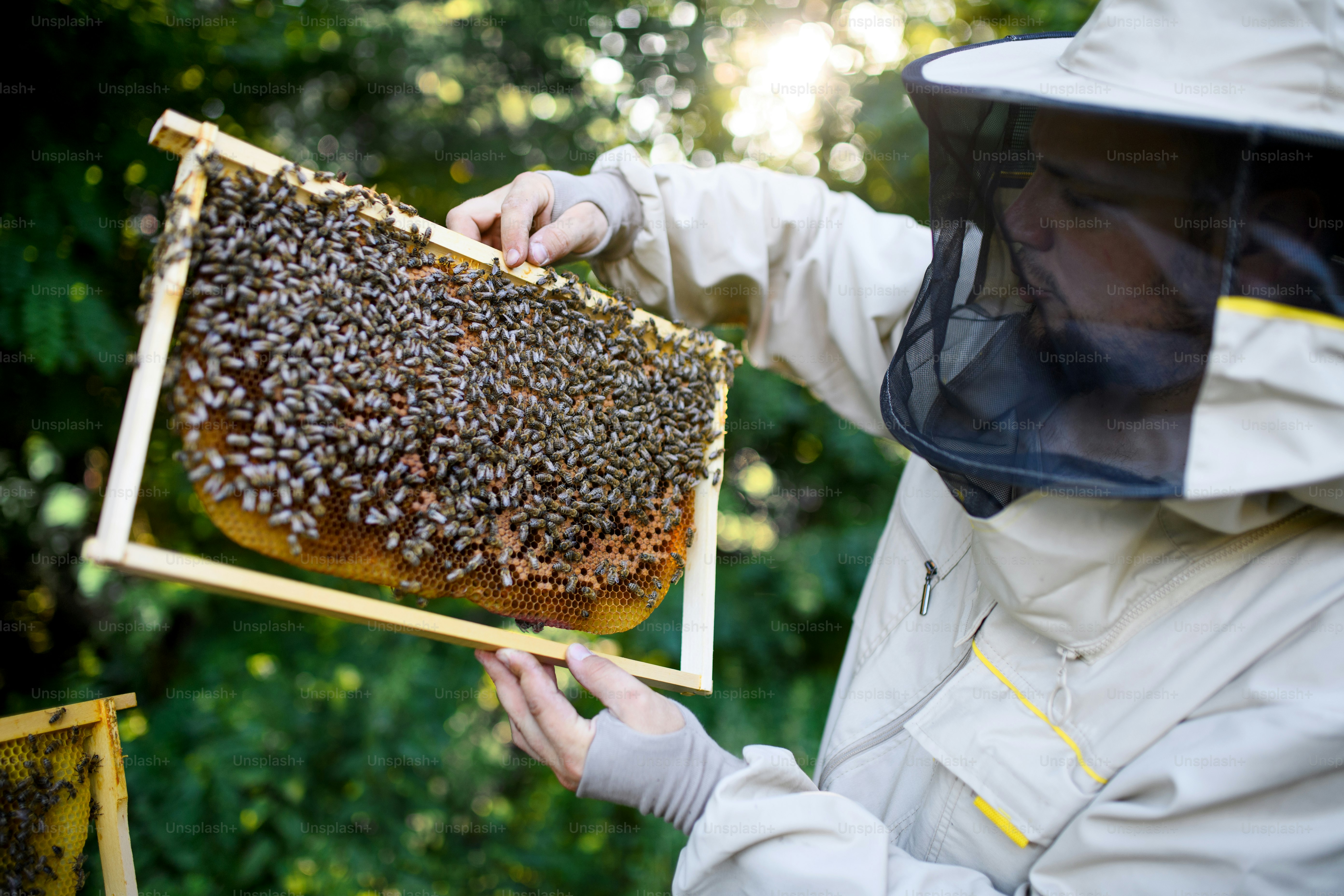 Portrait of man beekeeper holding honeycomb frame full of bees in ...