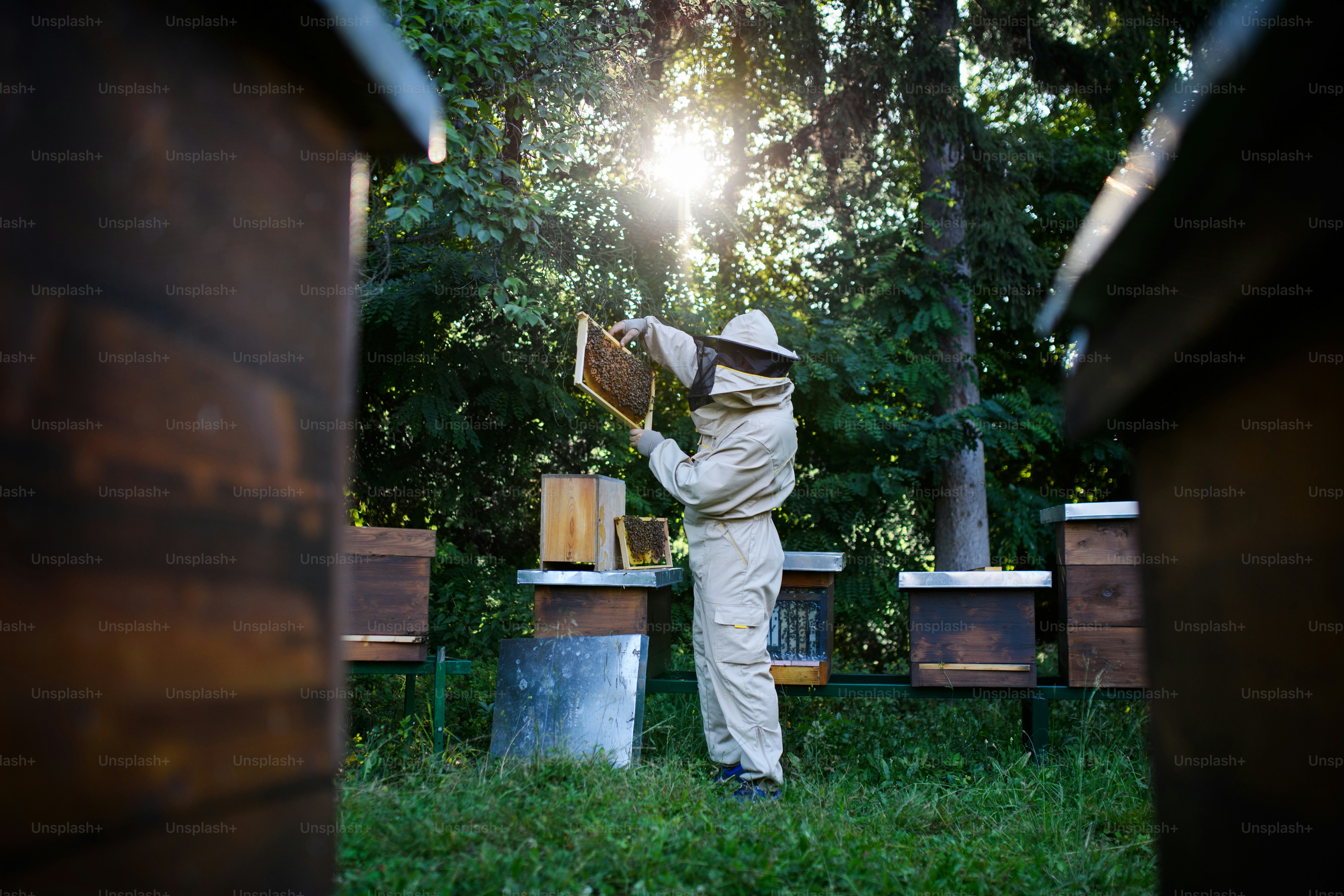 A portrait of man beekeeper working in apiary, using bee smoker. photo ...