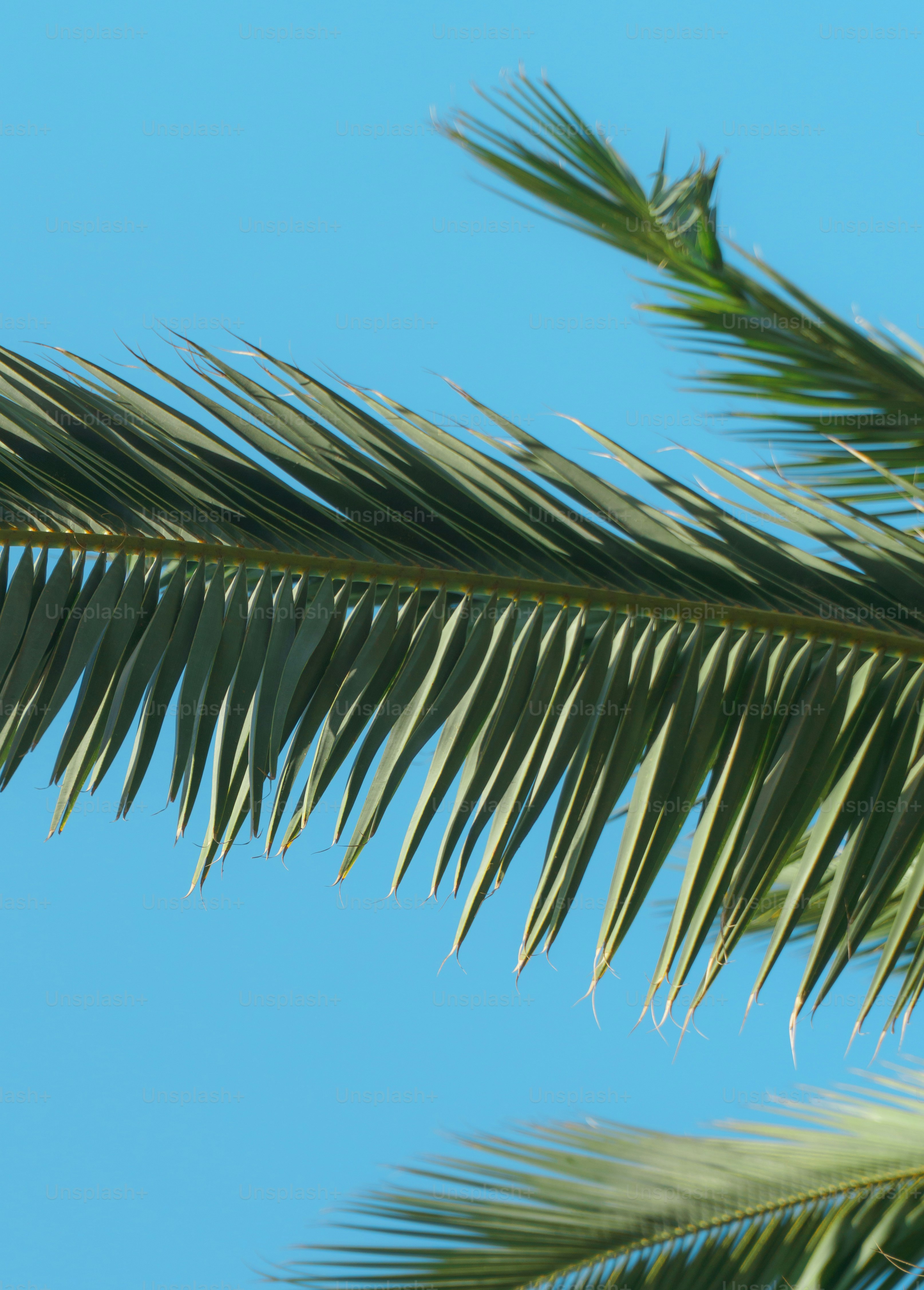 Best Summer Pictures [HD] | Download Free Images on Unsplash