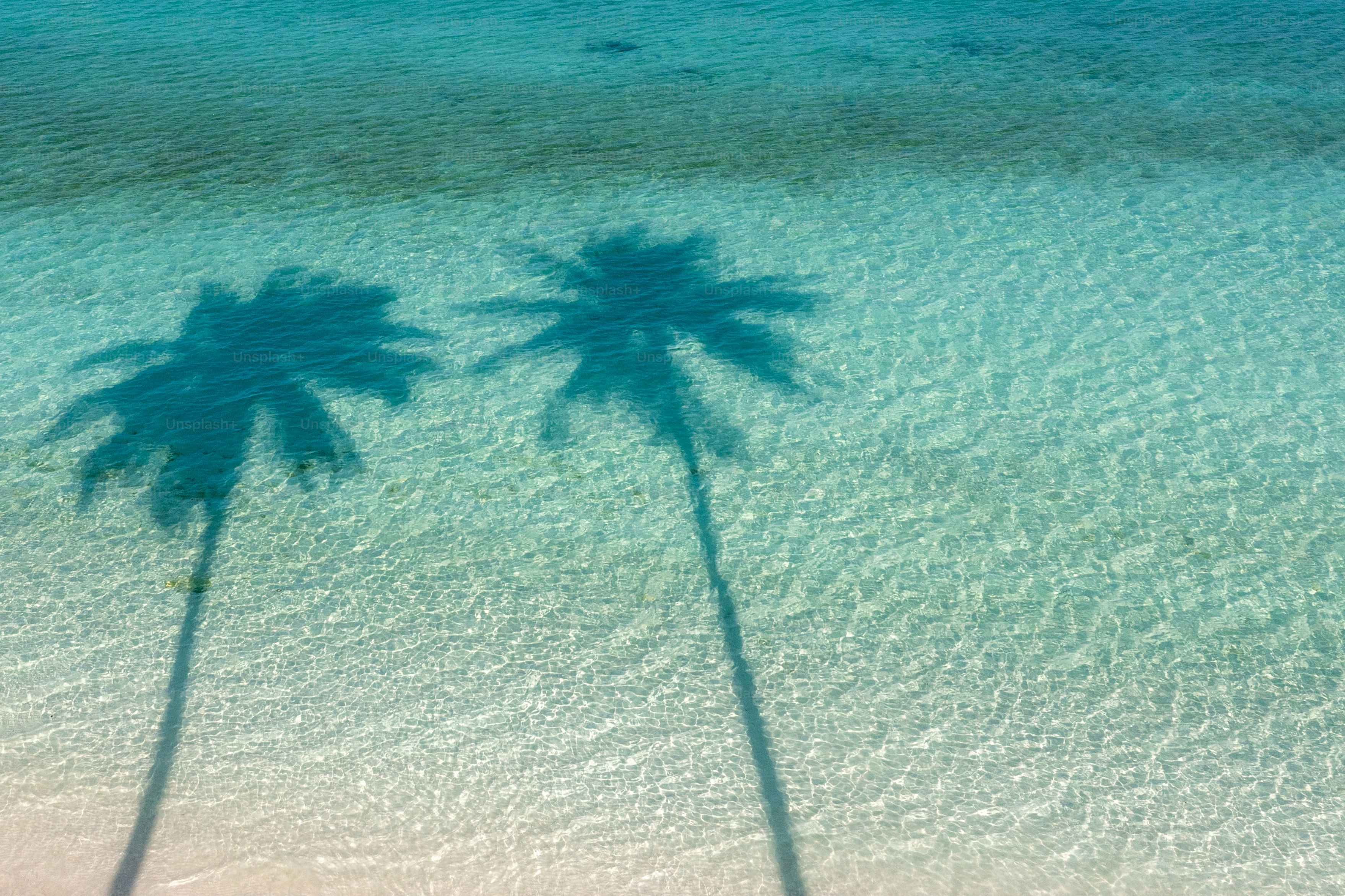 A group of palm trees casting shadows on a beach photo – Abstract ...