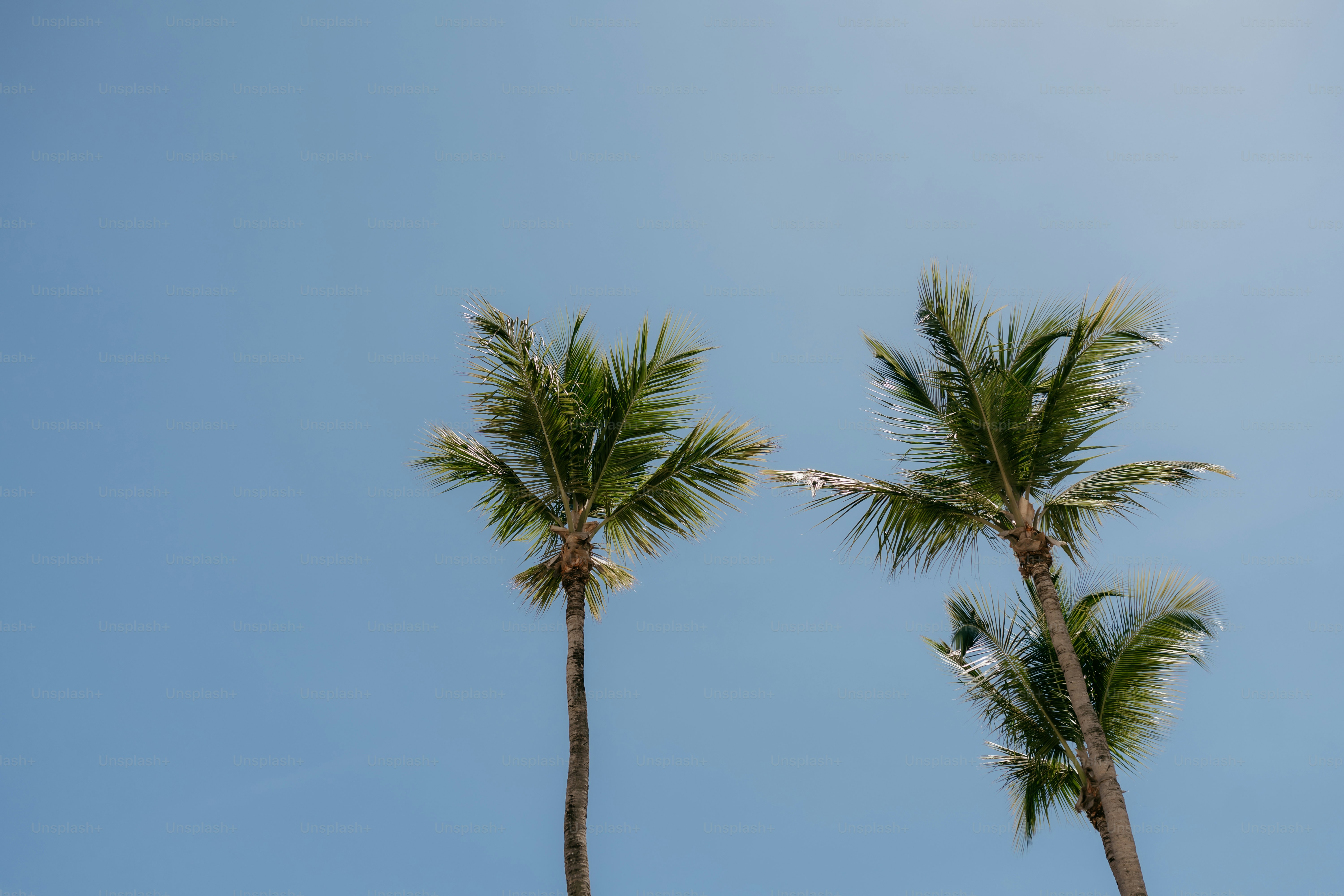Palms Pictures | Download Free Images on Unsplash
