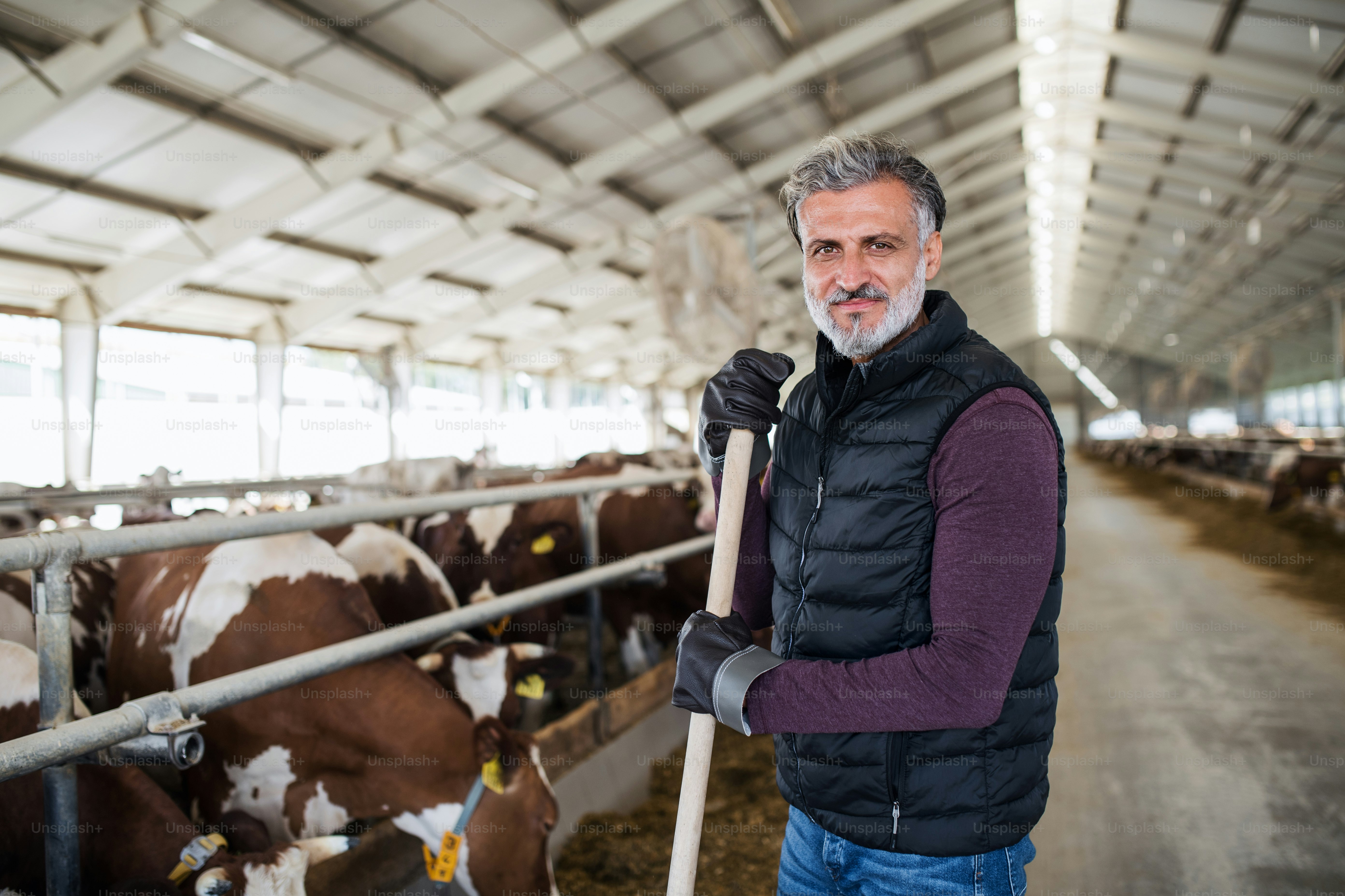 A mature man worker working on diary farm, agriculture industry. photo ...